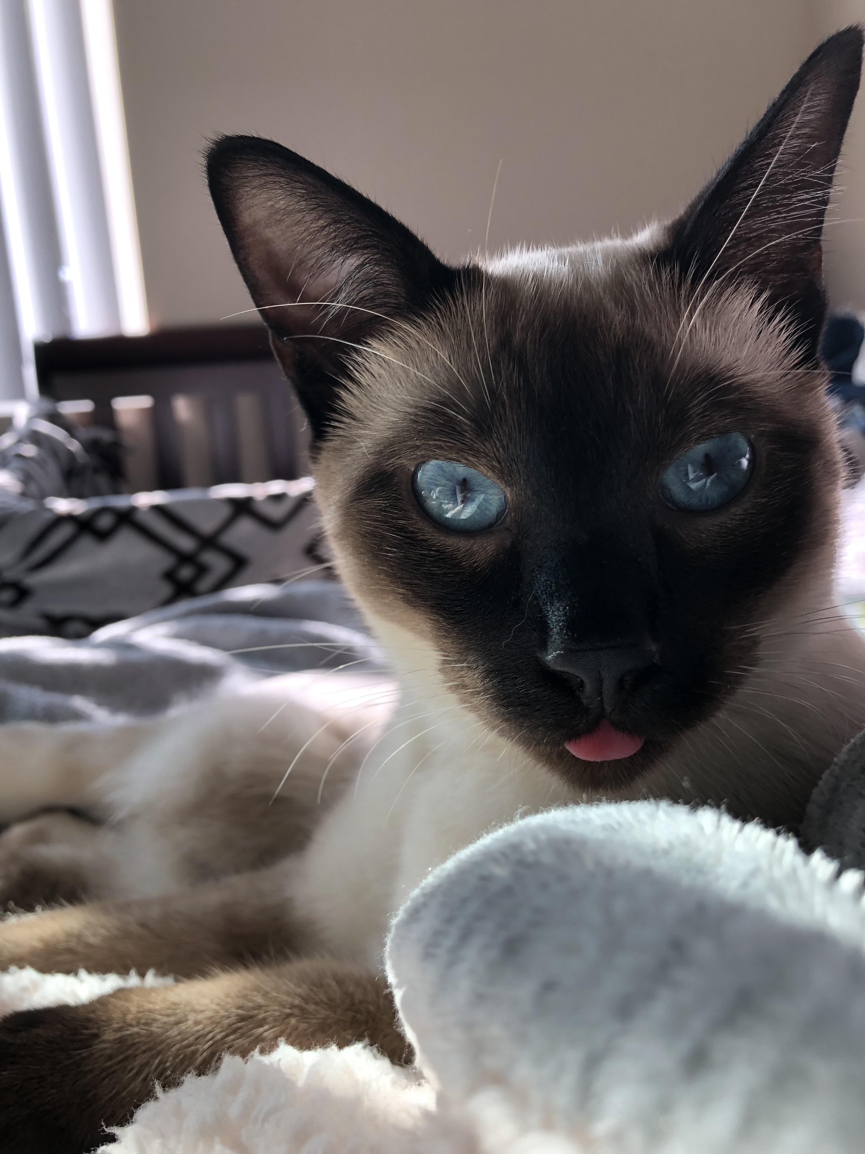 (OC) Max! Why so serious! Then Derp face. Then model pose for the 📸 | Scrolller