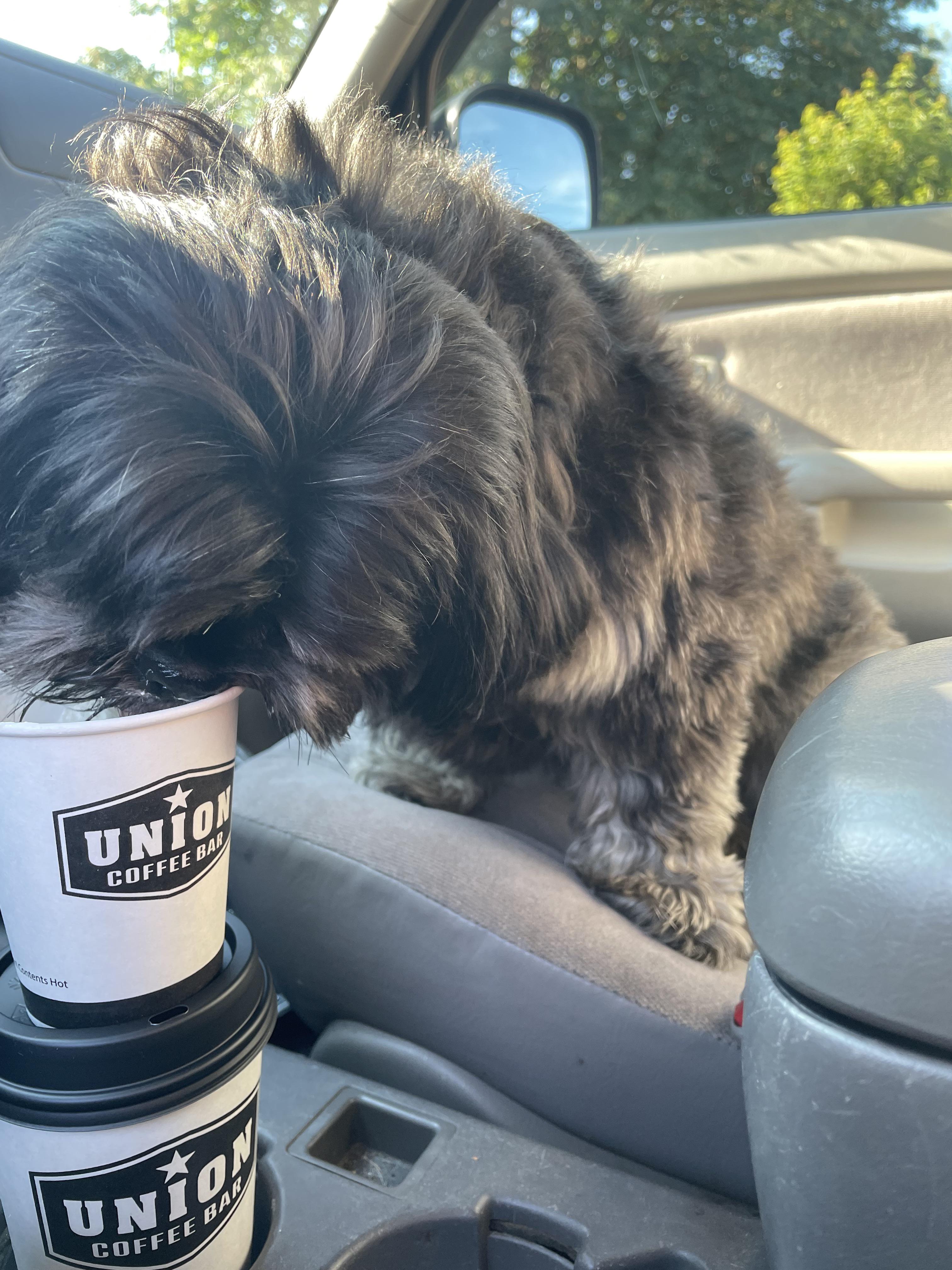 [oc] Sunday morning Puppucinno puts a smile on his face every time. Woooo! Feeling it!! | Scrolller