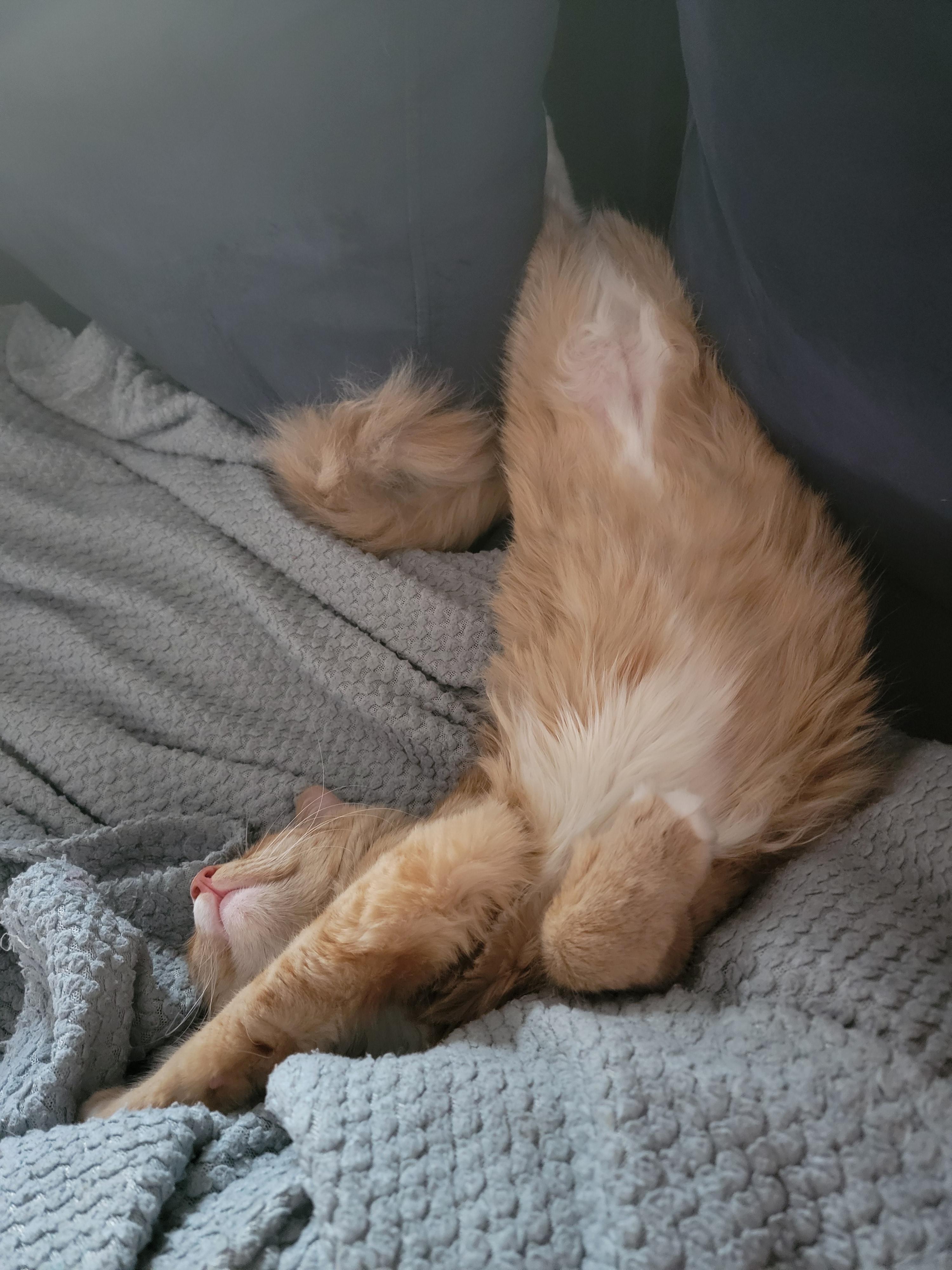 Jasper all stretched out | Scrolller