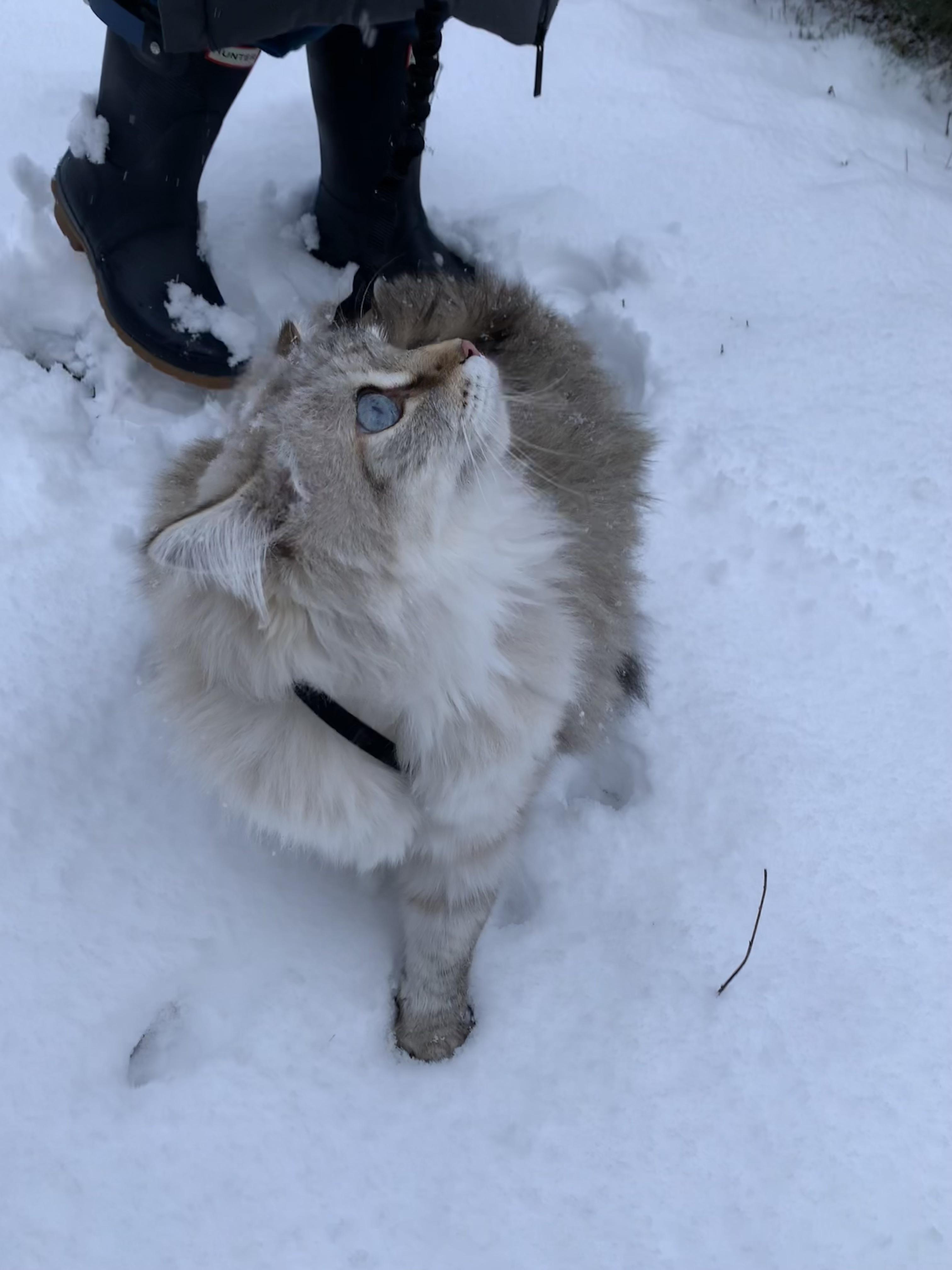 Year 2 of snowy adventures with Stella | Scrolller