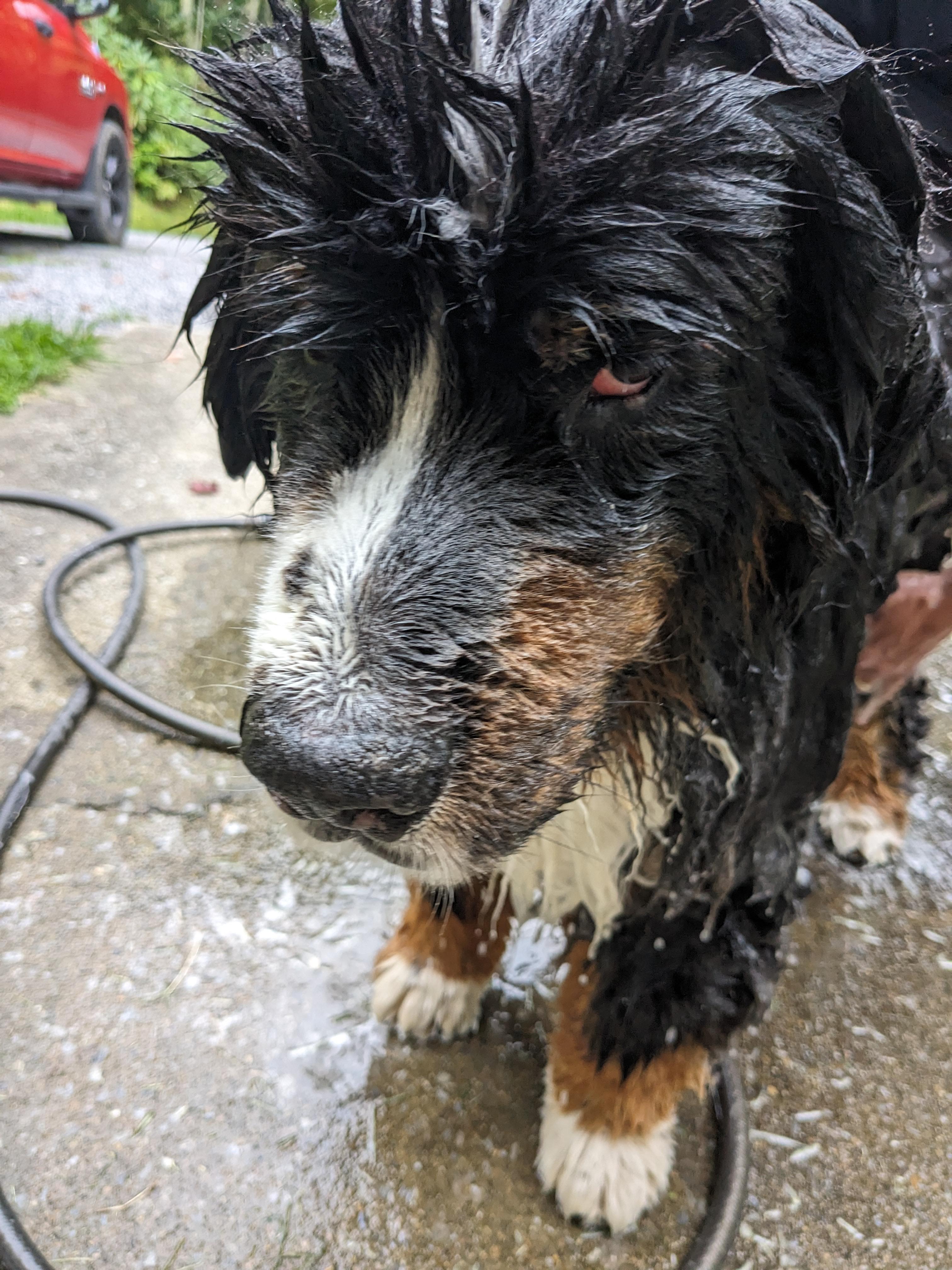 Otto doesn't like baths | Scrolller