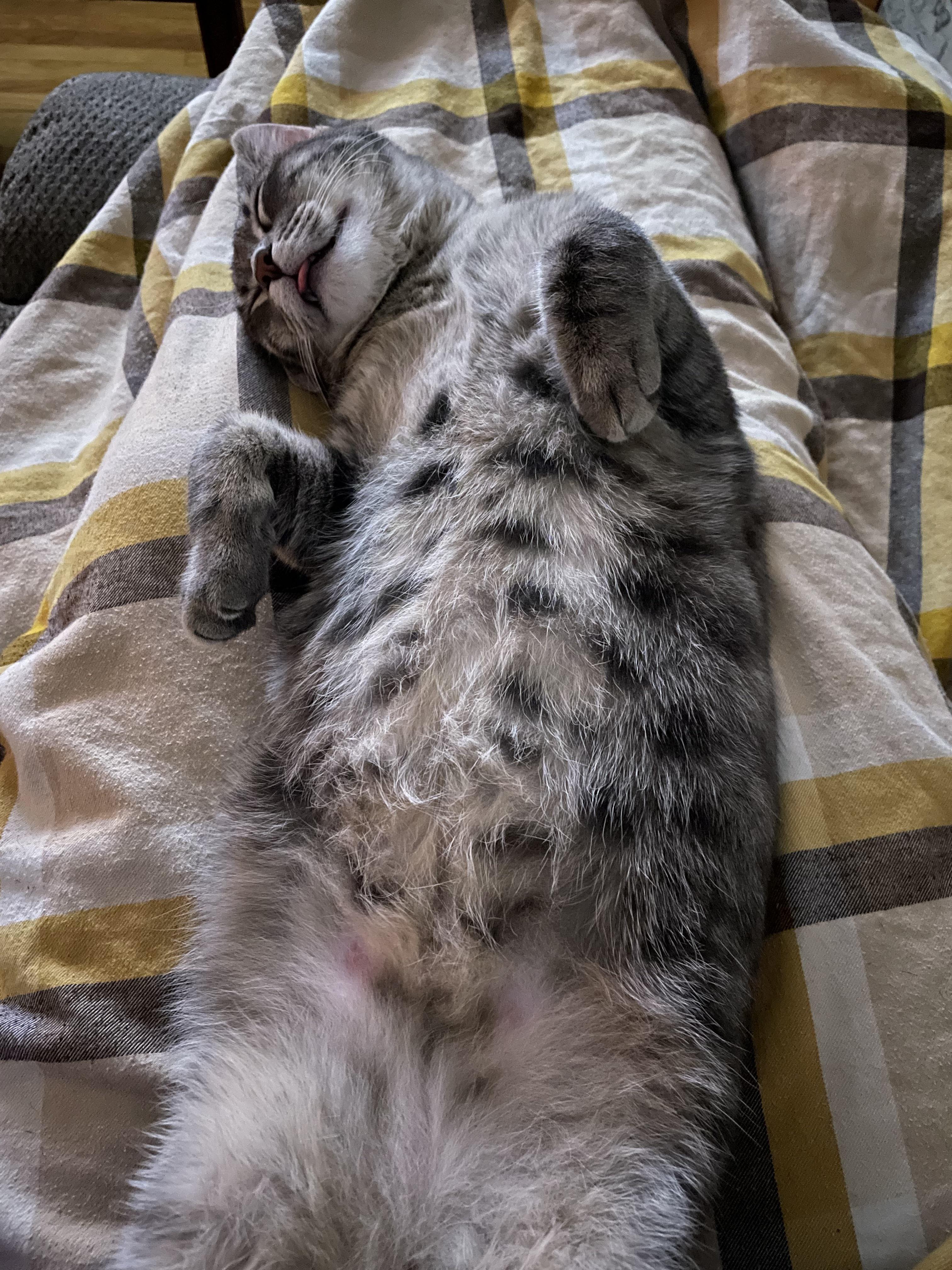 Tyson in all his glory. | Scrolller