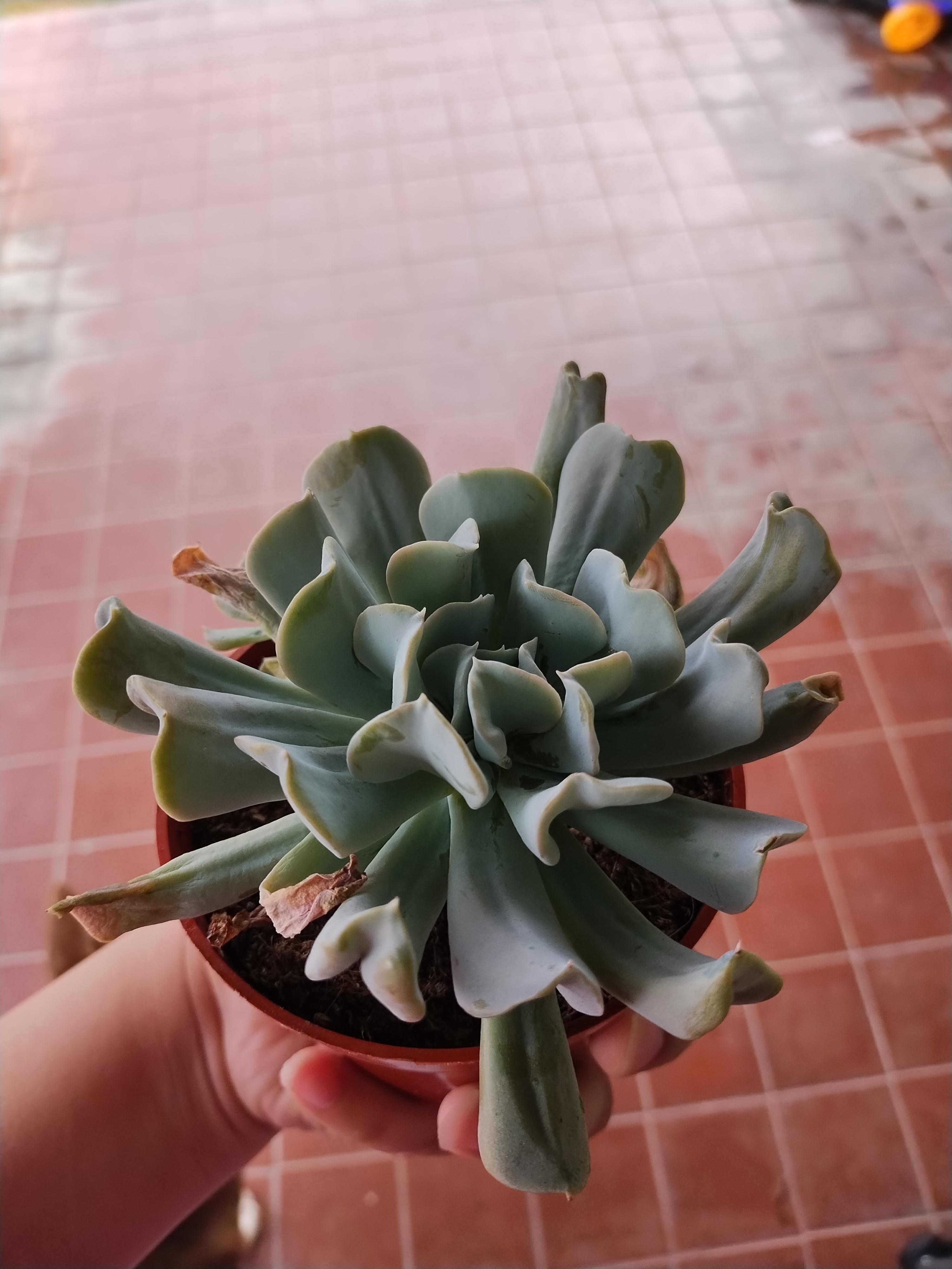 Discover more like Succulents: What are these guys? and Related Content | Scrolller