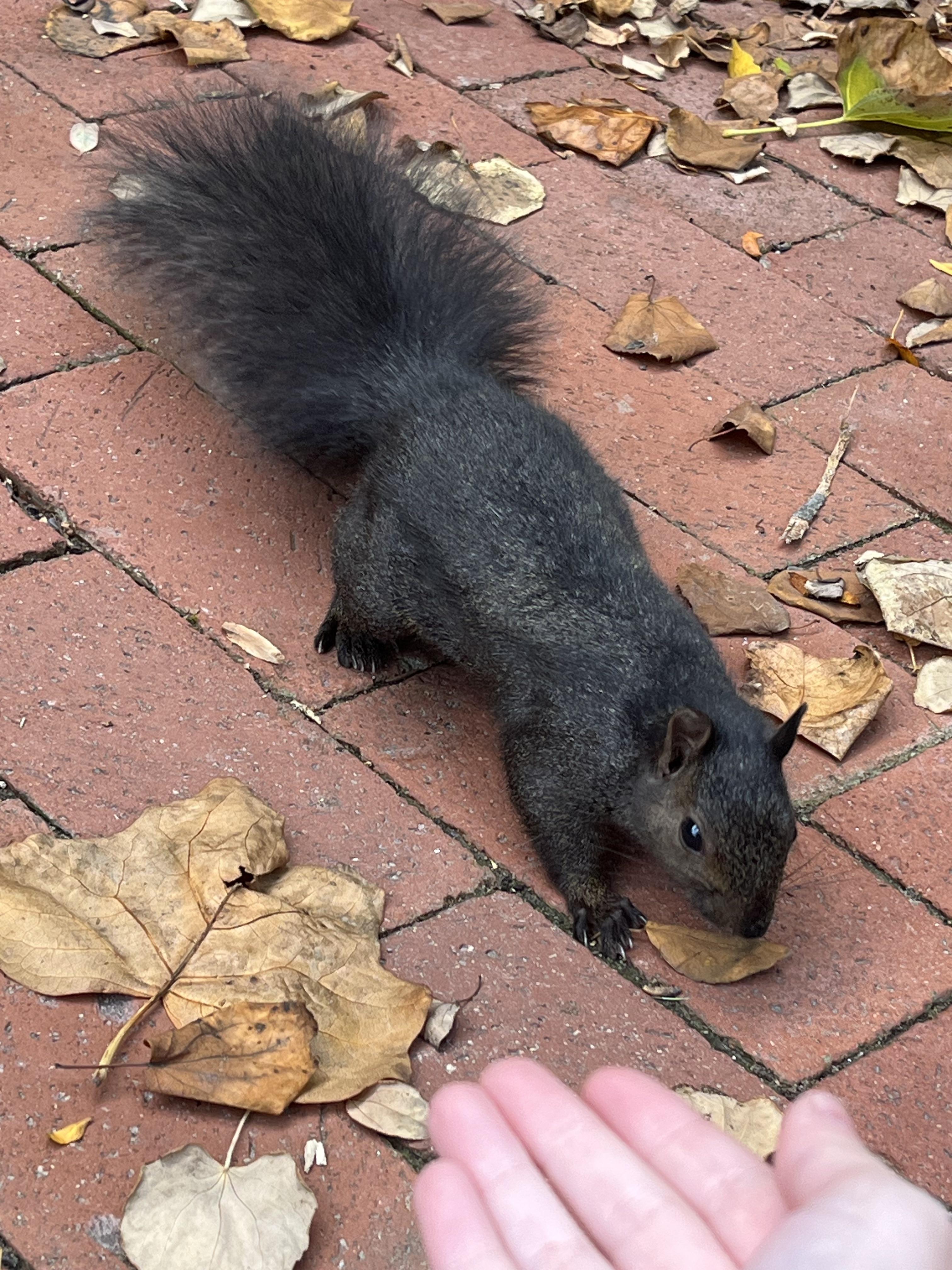 Discover more like Squirrels: Timid little squirrel and Related Content | Scrolller