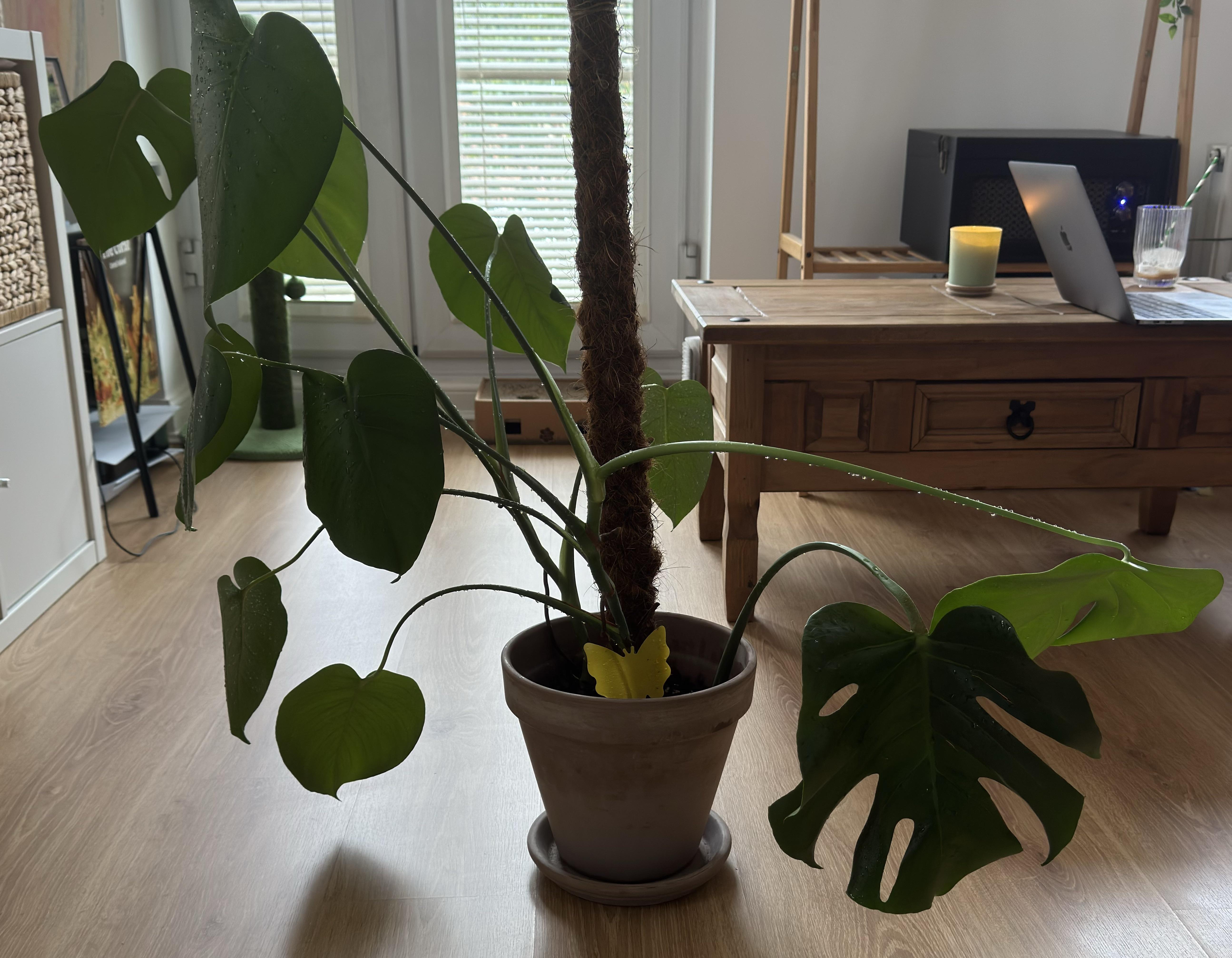 Leggy / slow growing Monstera | Scrolller