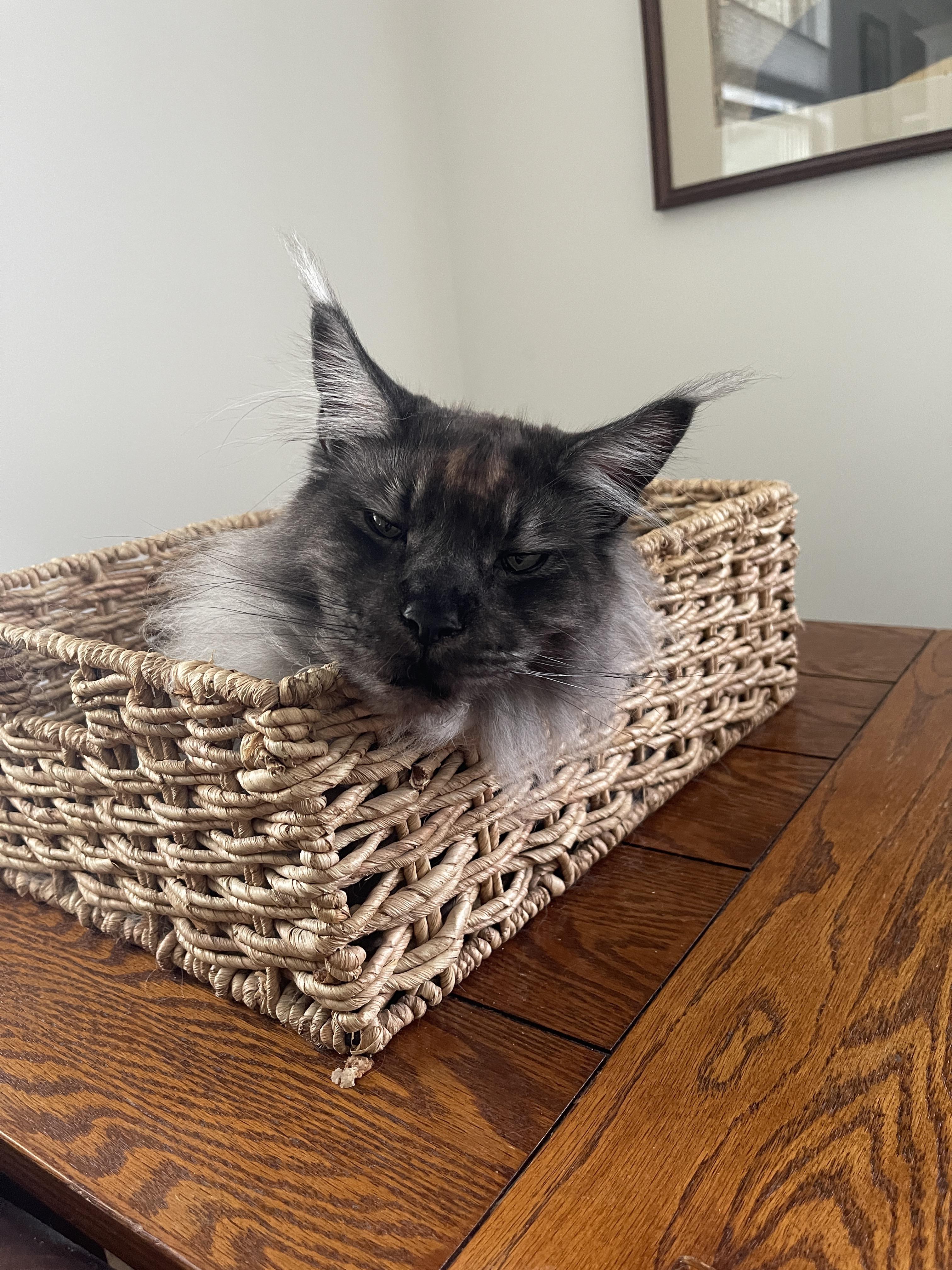 Zeki loves people. Have a boop on him. | Scrolller