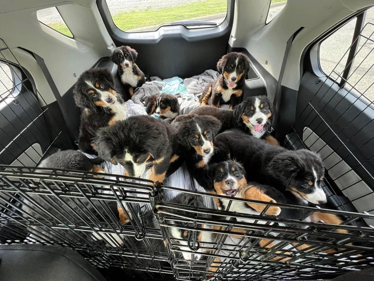 Meet Daisy | Scrolller