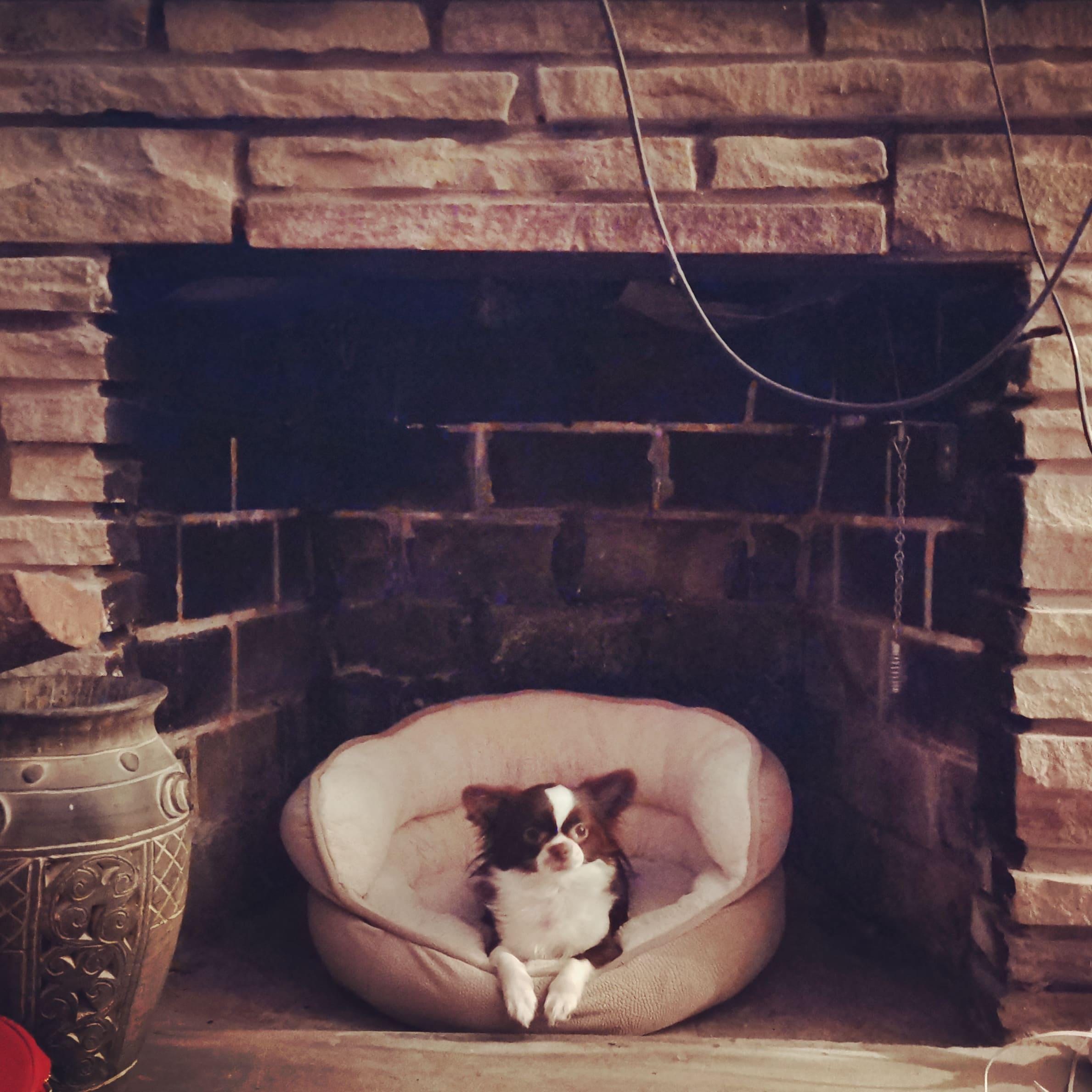 Mr Pickles just being a stud | Scrolller