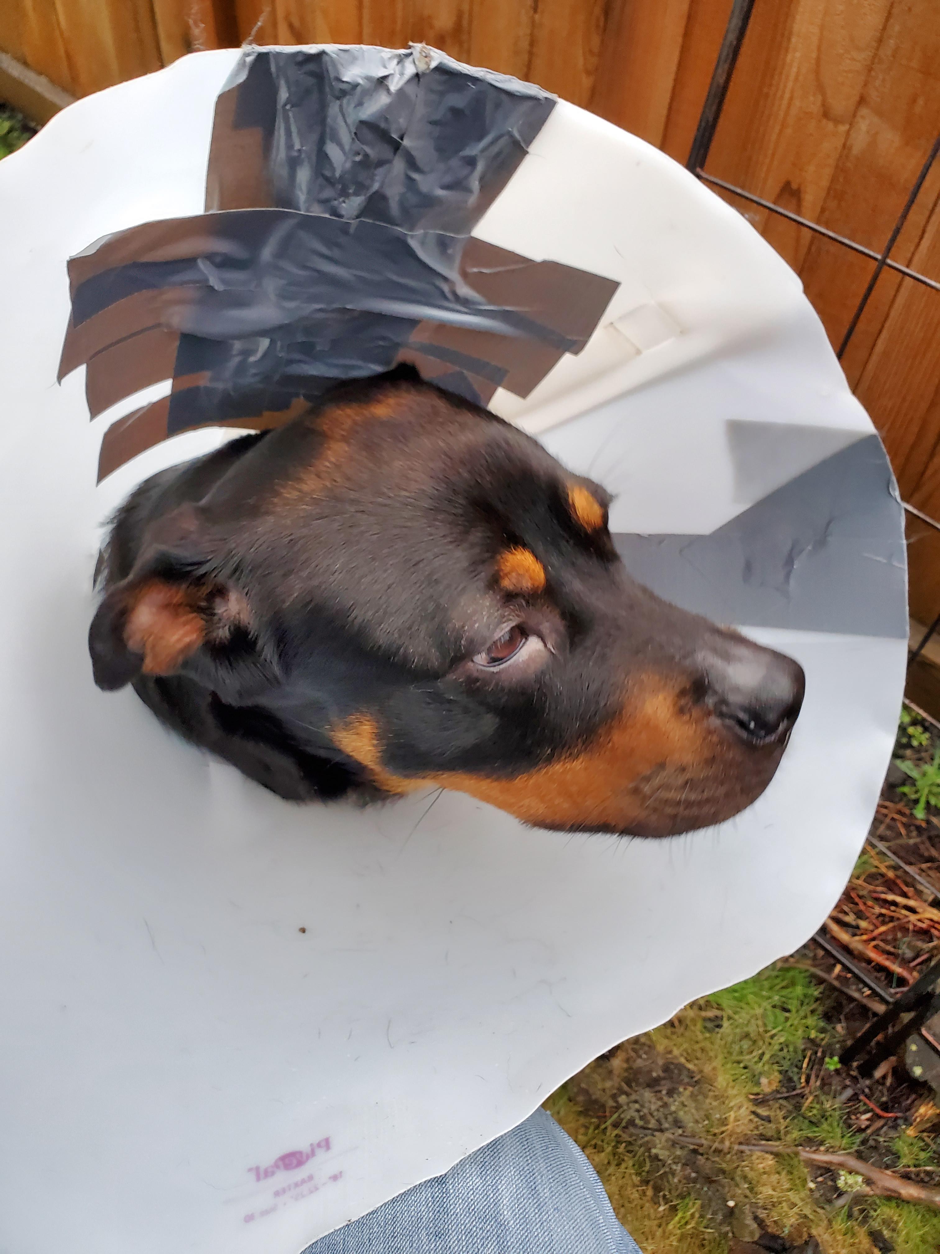 Cone of Shame | Scrolller
