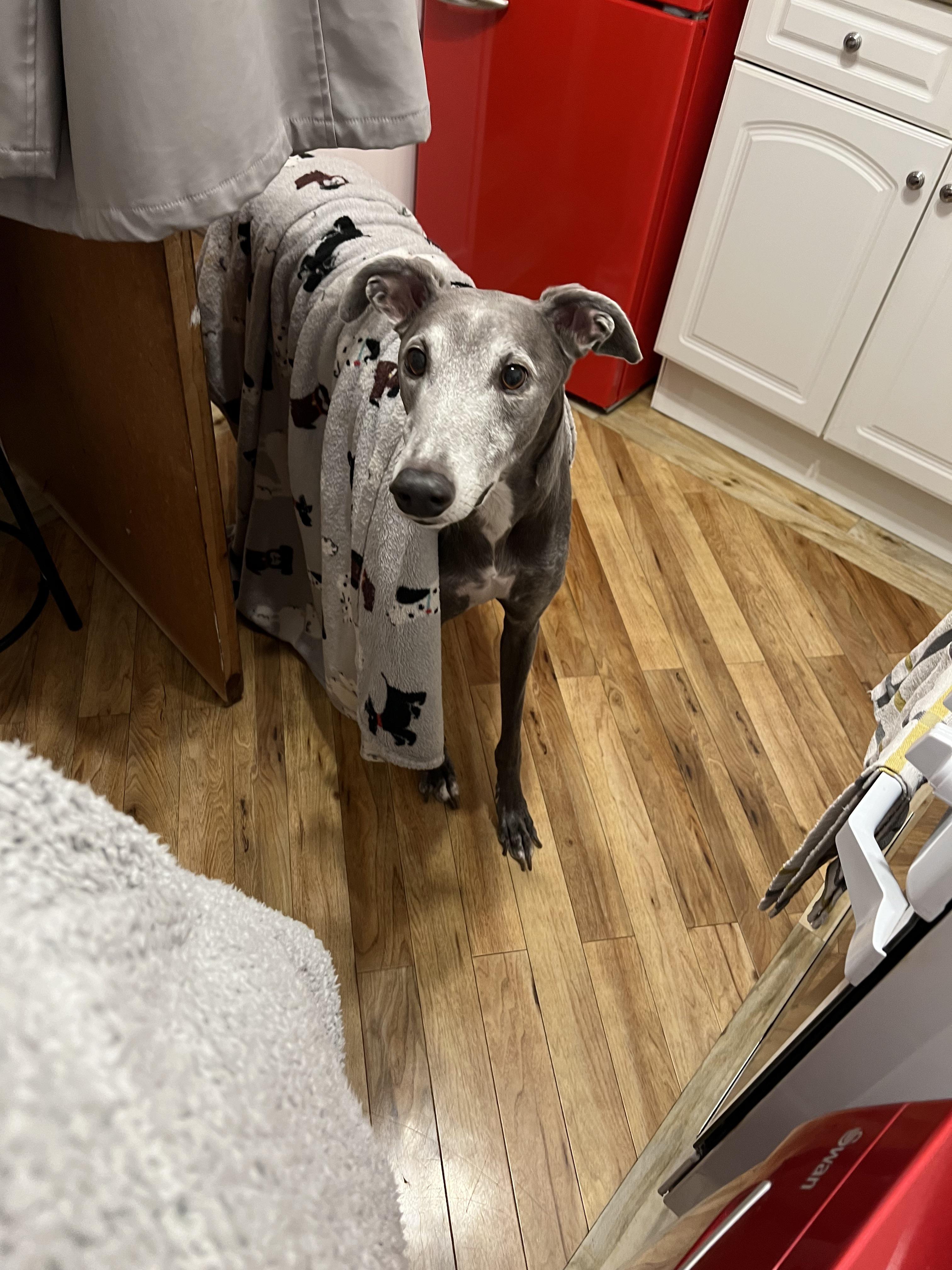 Discover more like Greyhounds: Chimkin? 🍗 and Related Content | Scrolller