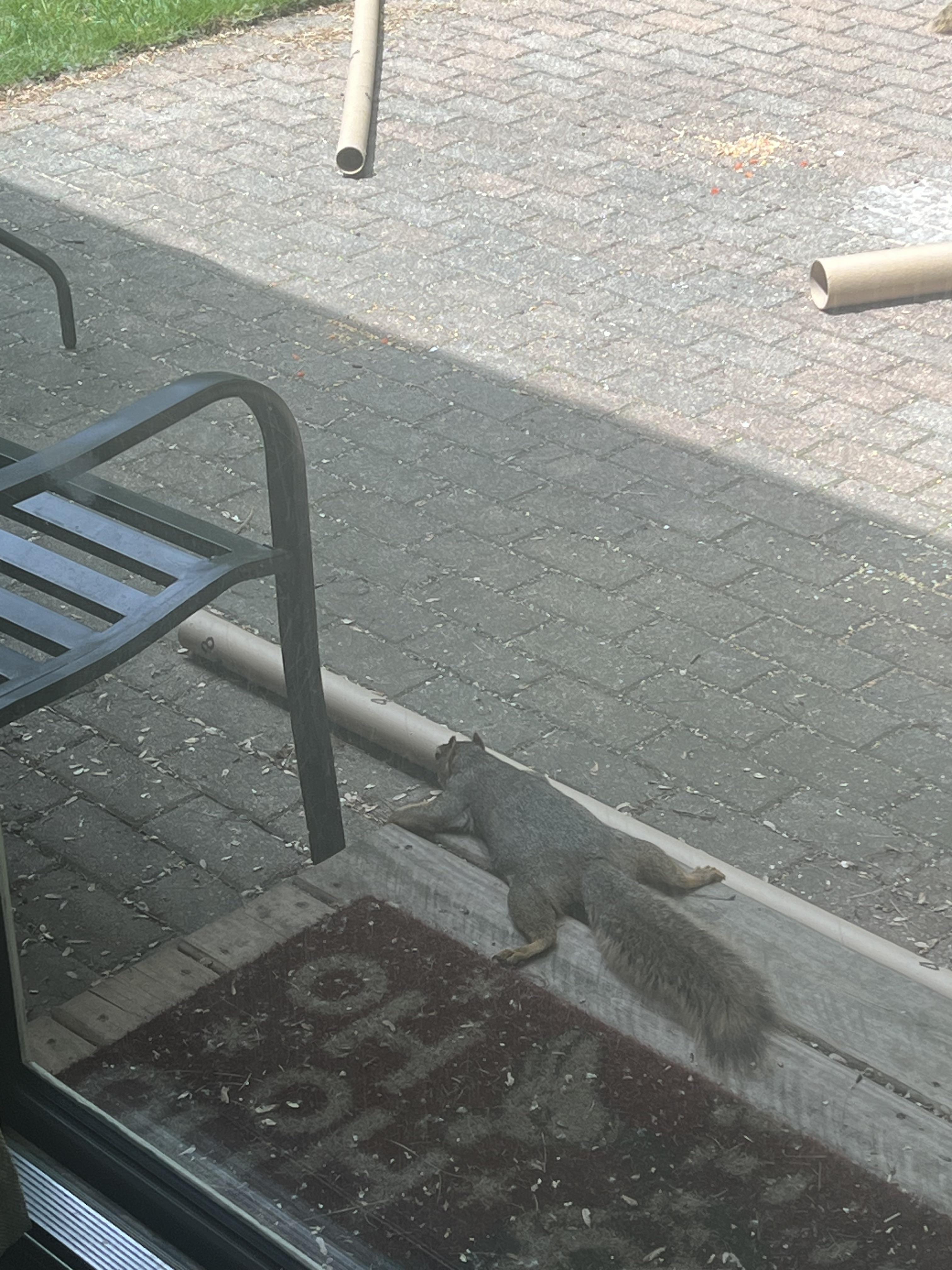 Meet Aurora: Sleeping Beauty | Scrolller