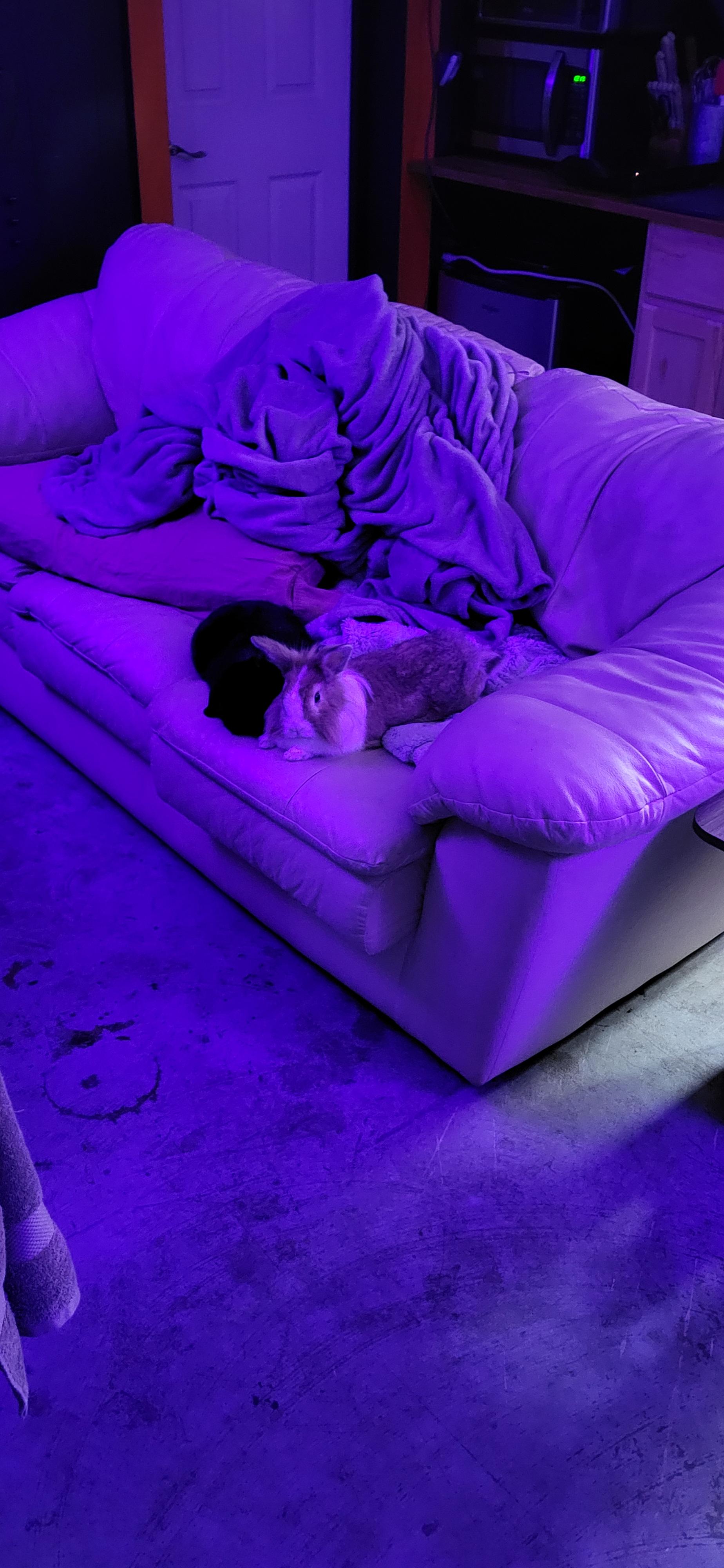 Is there anything cuter than them flopped over snuggling? | Scrolller