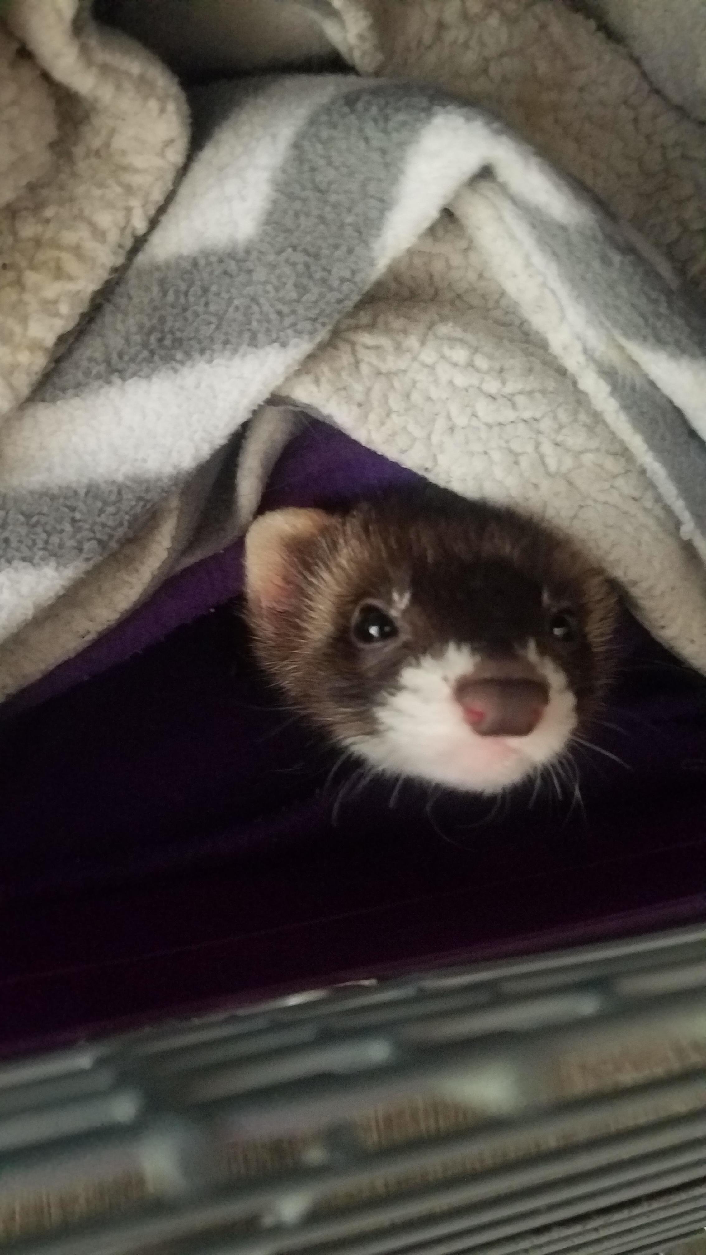 Ferret math strikes again! | Scrolller