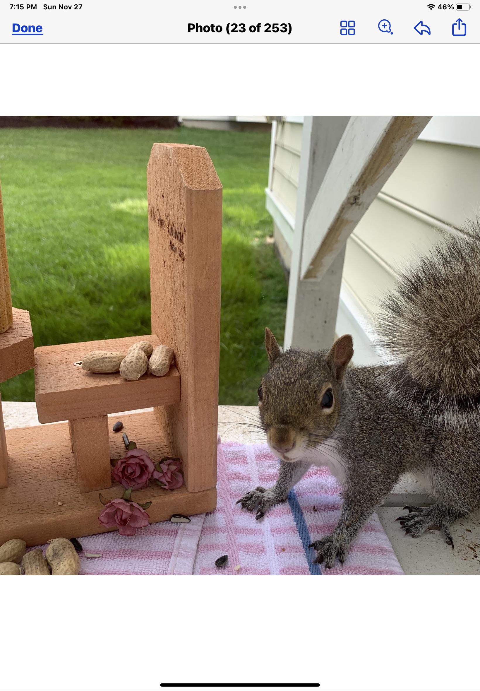 Discover more like Squirrels: Walter & Stella and Related Content | Scrolller