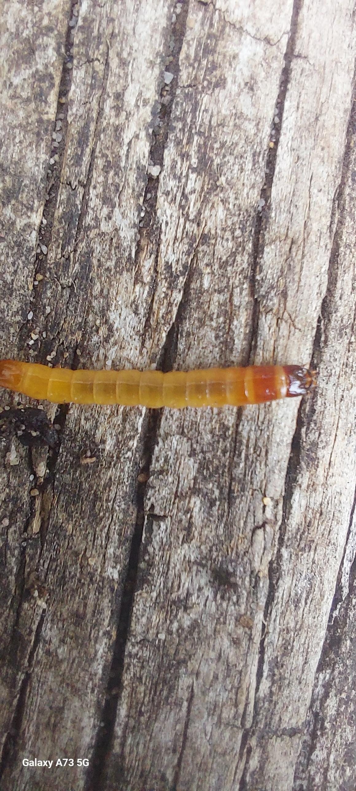 What insect is this | Scrolller