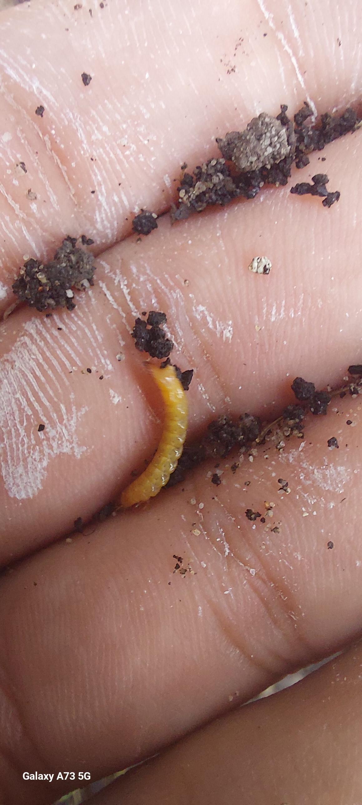 What insect is this | Scrolller