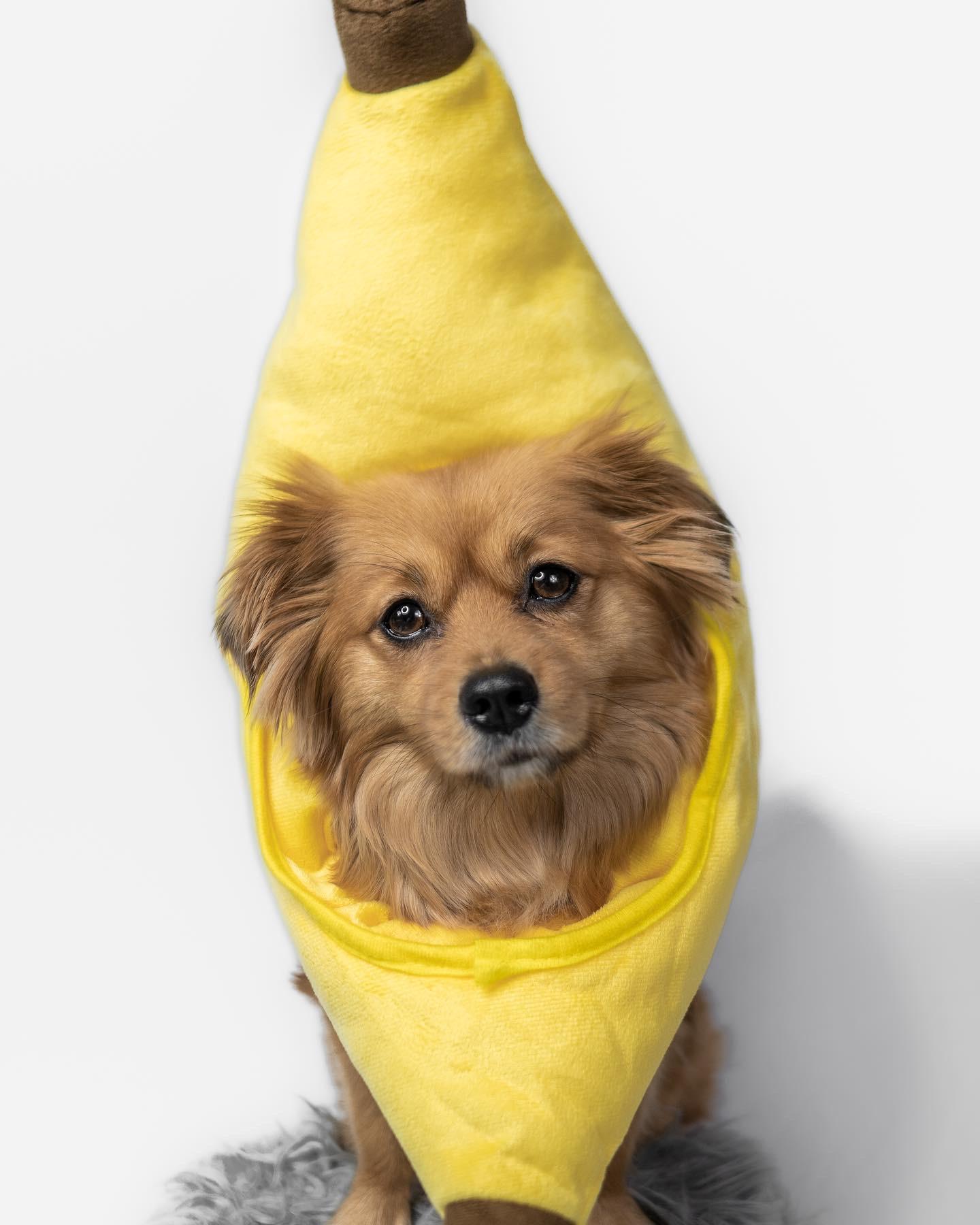 [OC] my doggie Lacy | Scrolller