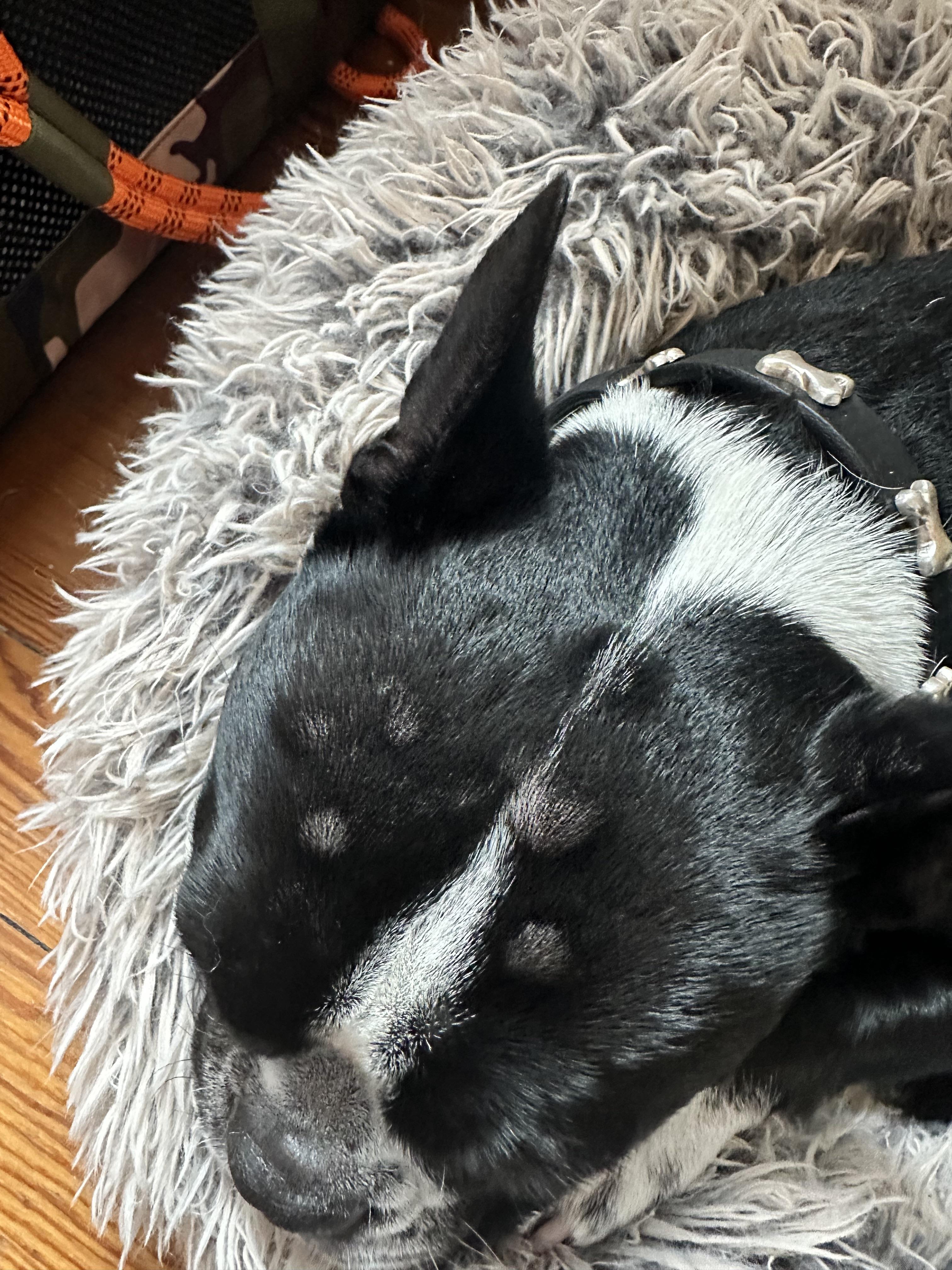 Help! What are these bumps? | Scrolller