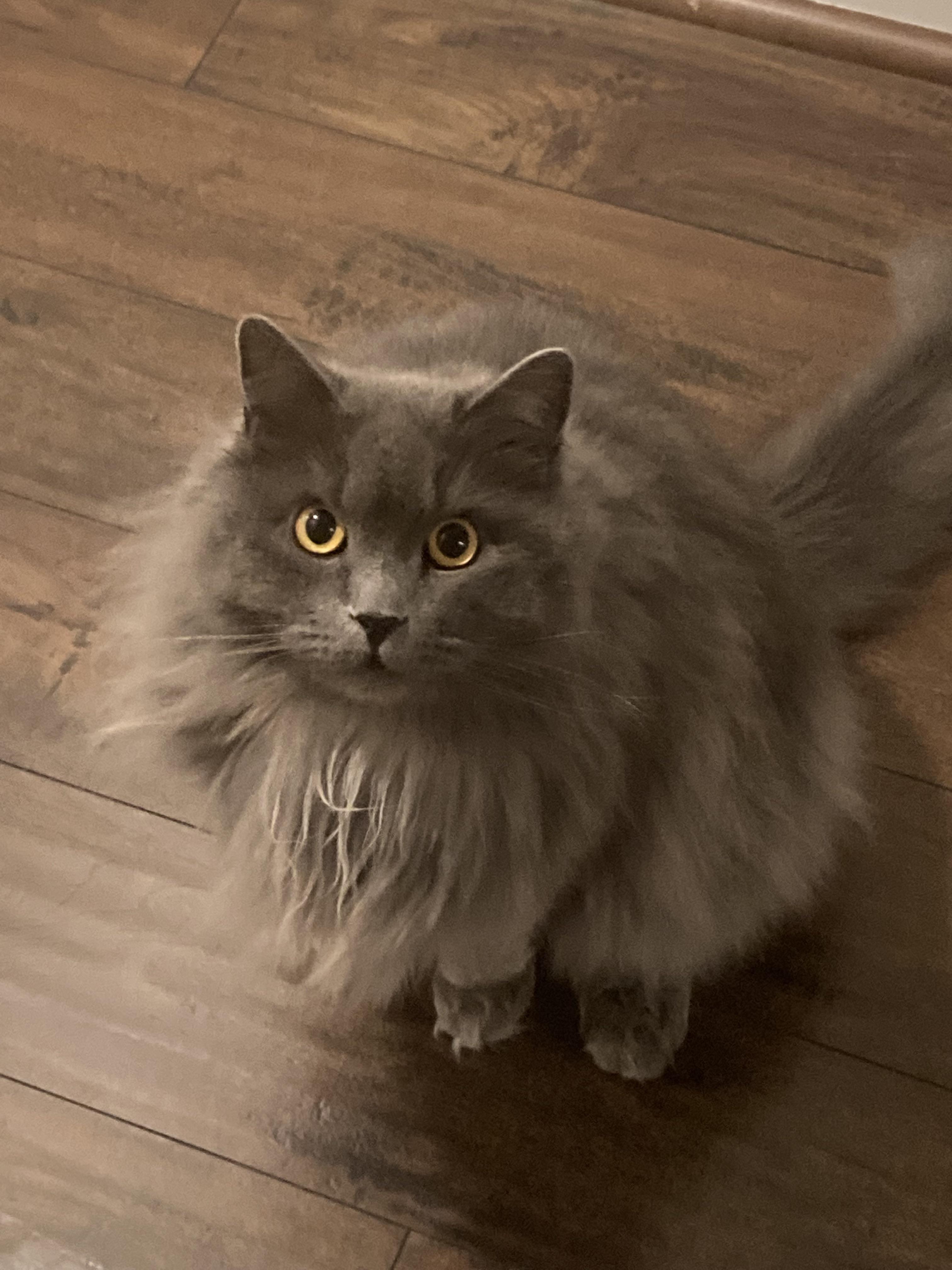 (OC) My cat, Smokey! | Scrolller