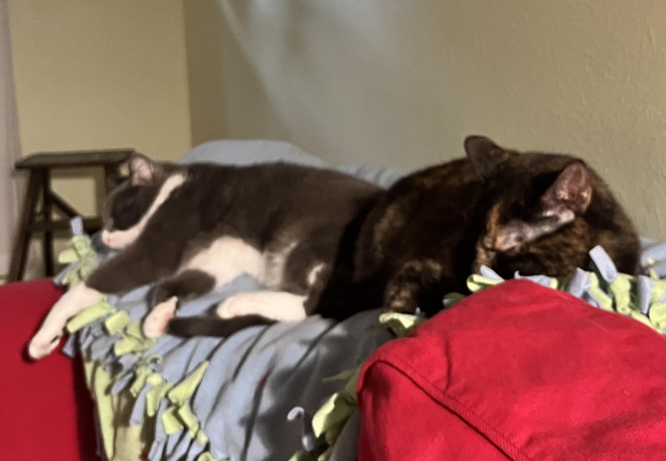 They’re not much into snuggling. (OC) | Scrolller