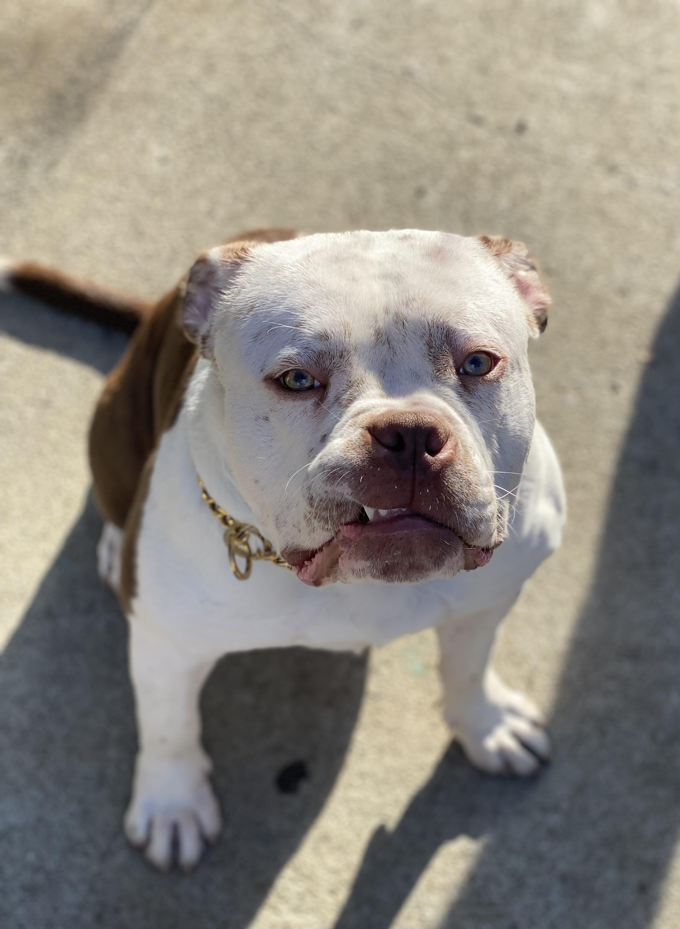 Chubz (Chubba aka ChubNastey aka Chubba Dubba aka Chubba the Hut) Posing | Scrolller