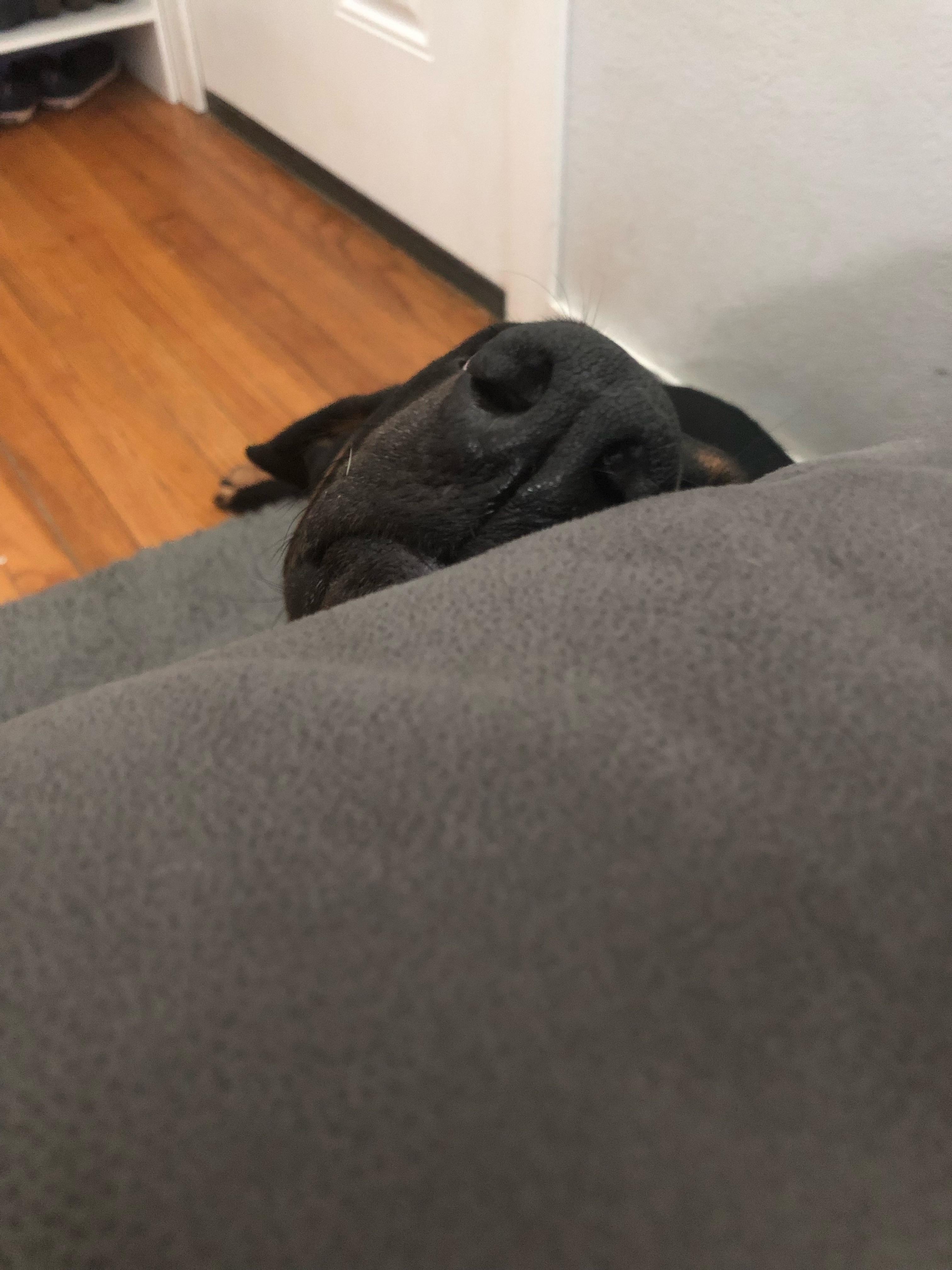 Classic violet | Scrolller