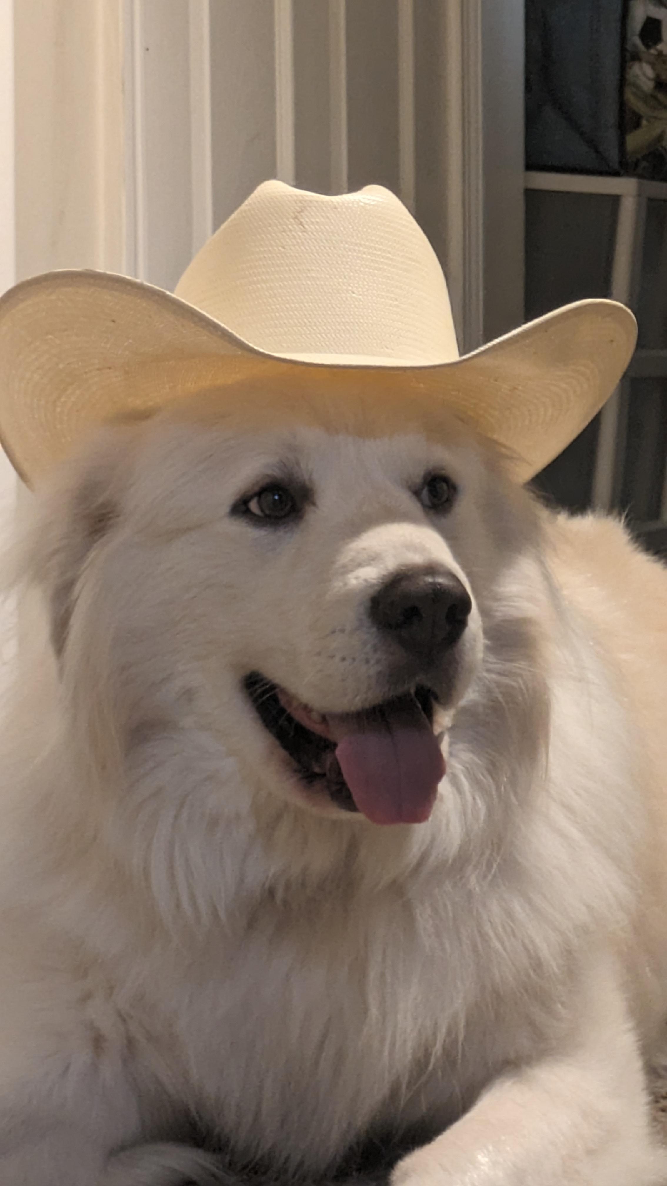 Discover more like Dogswearinghats: Hatted Polar bear and Related Content | Scrolller