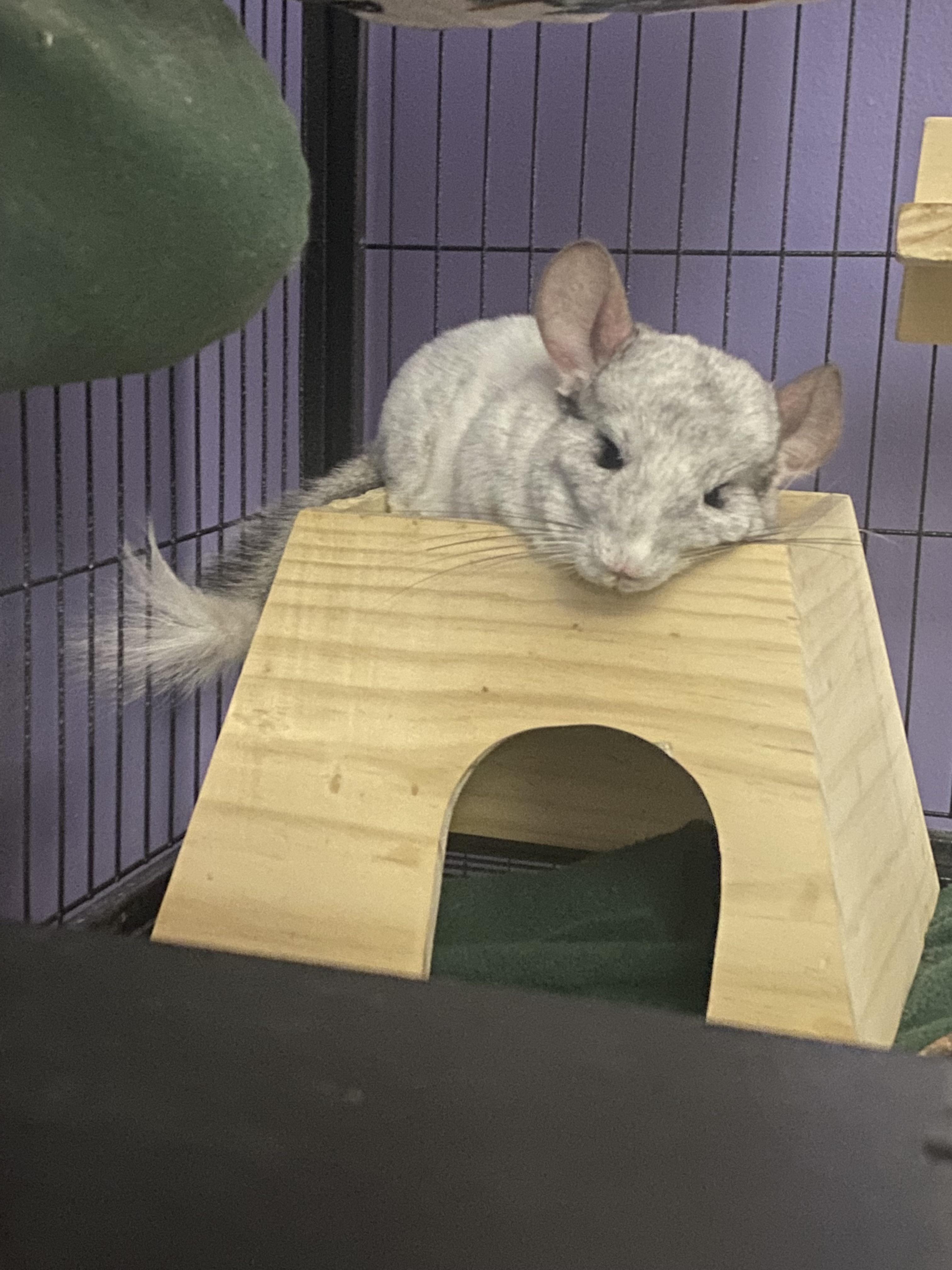 Chin’ chillin’ | Scrolller