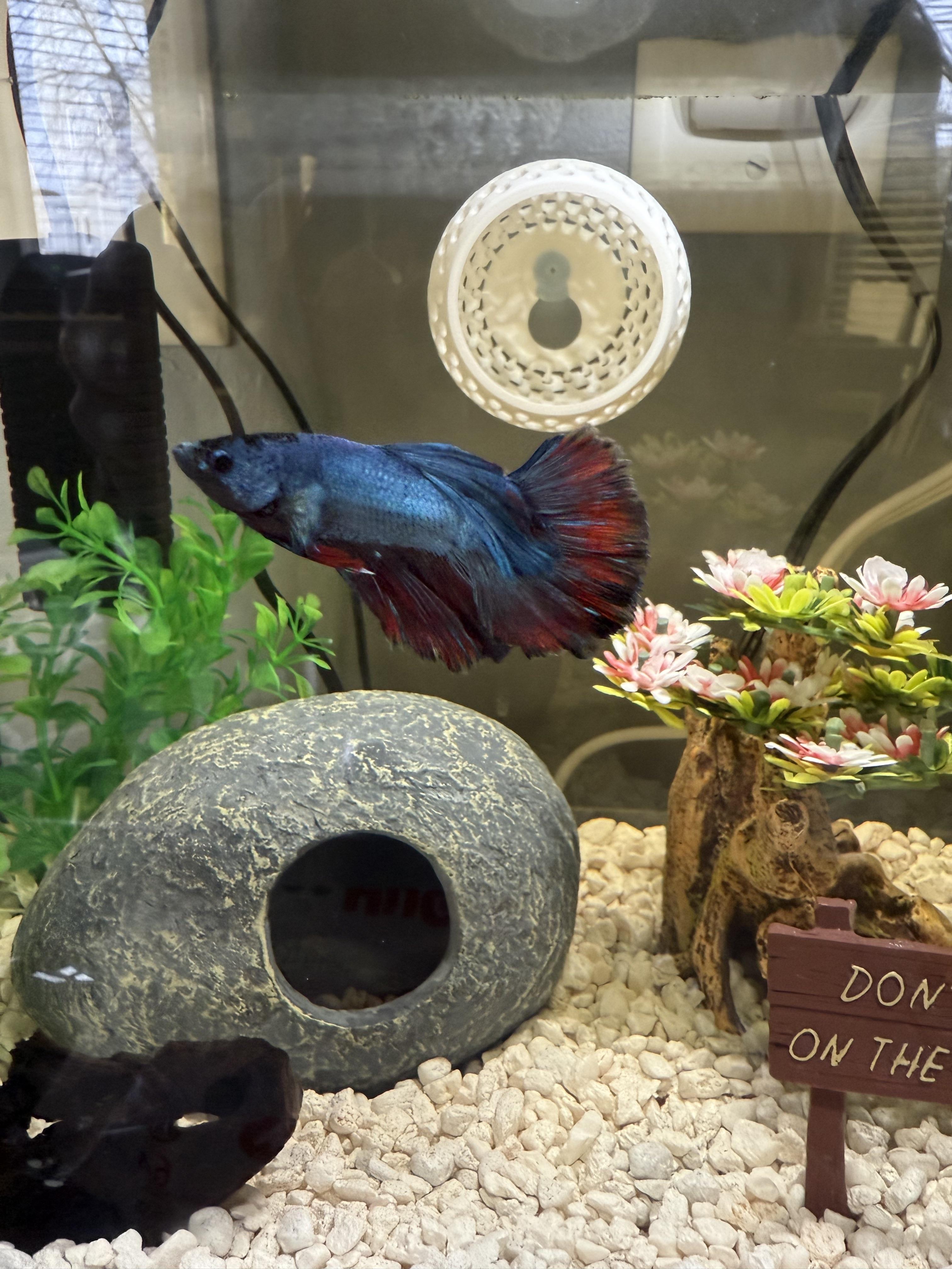 Help! Hole in fin! | Scrolller