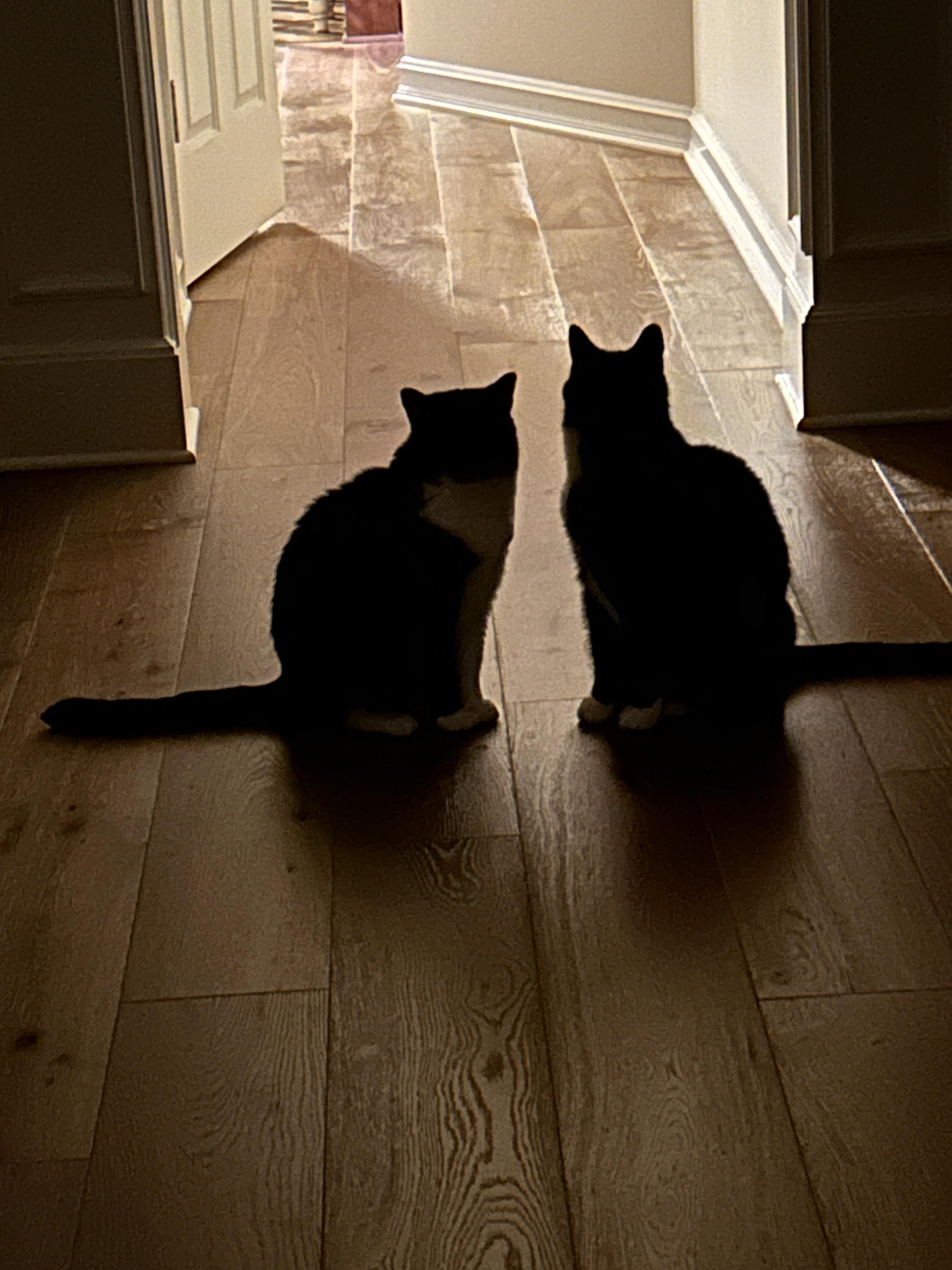 Enemies turned Frenemies | Scrolller