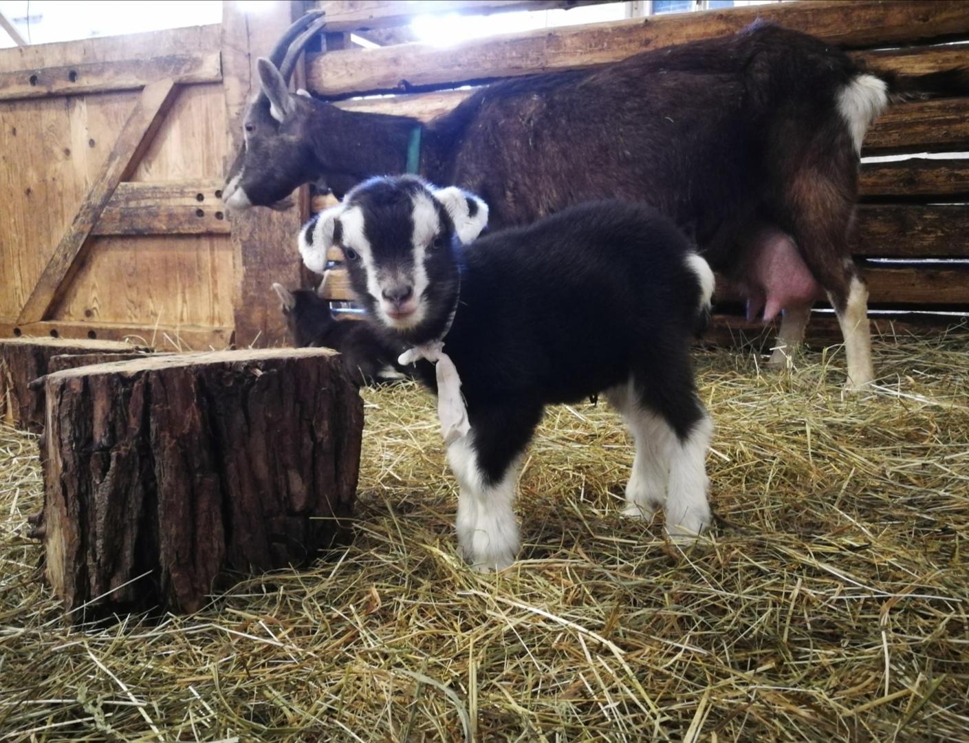 A cute little goat | Scrolller