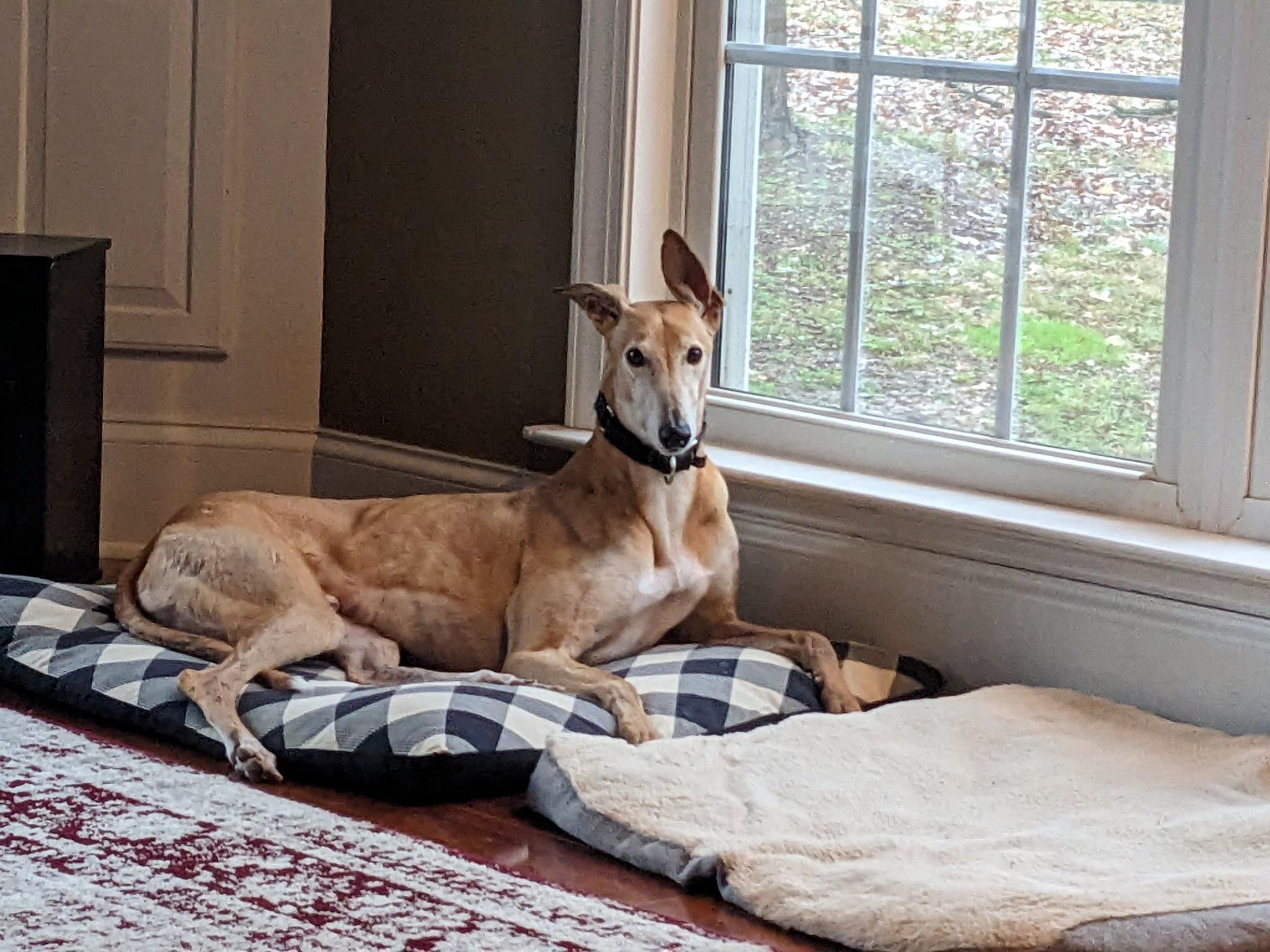 Simply appreciation for my Grey, AJN Red Wolf | Scrolller