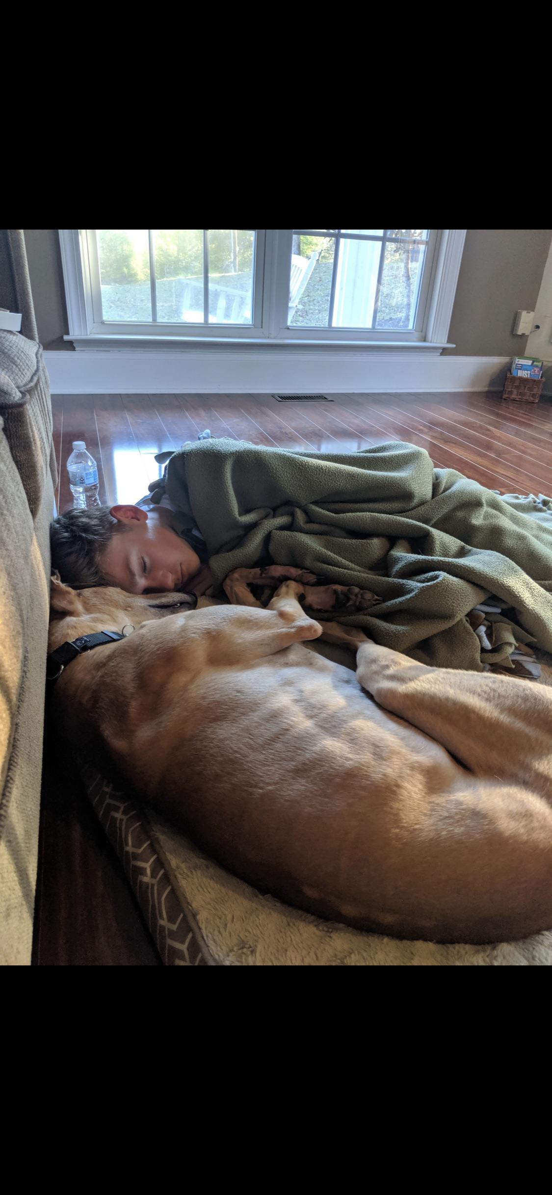 Simply appreciation for my Grey, AJN Red Wolf | Scrolller