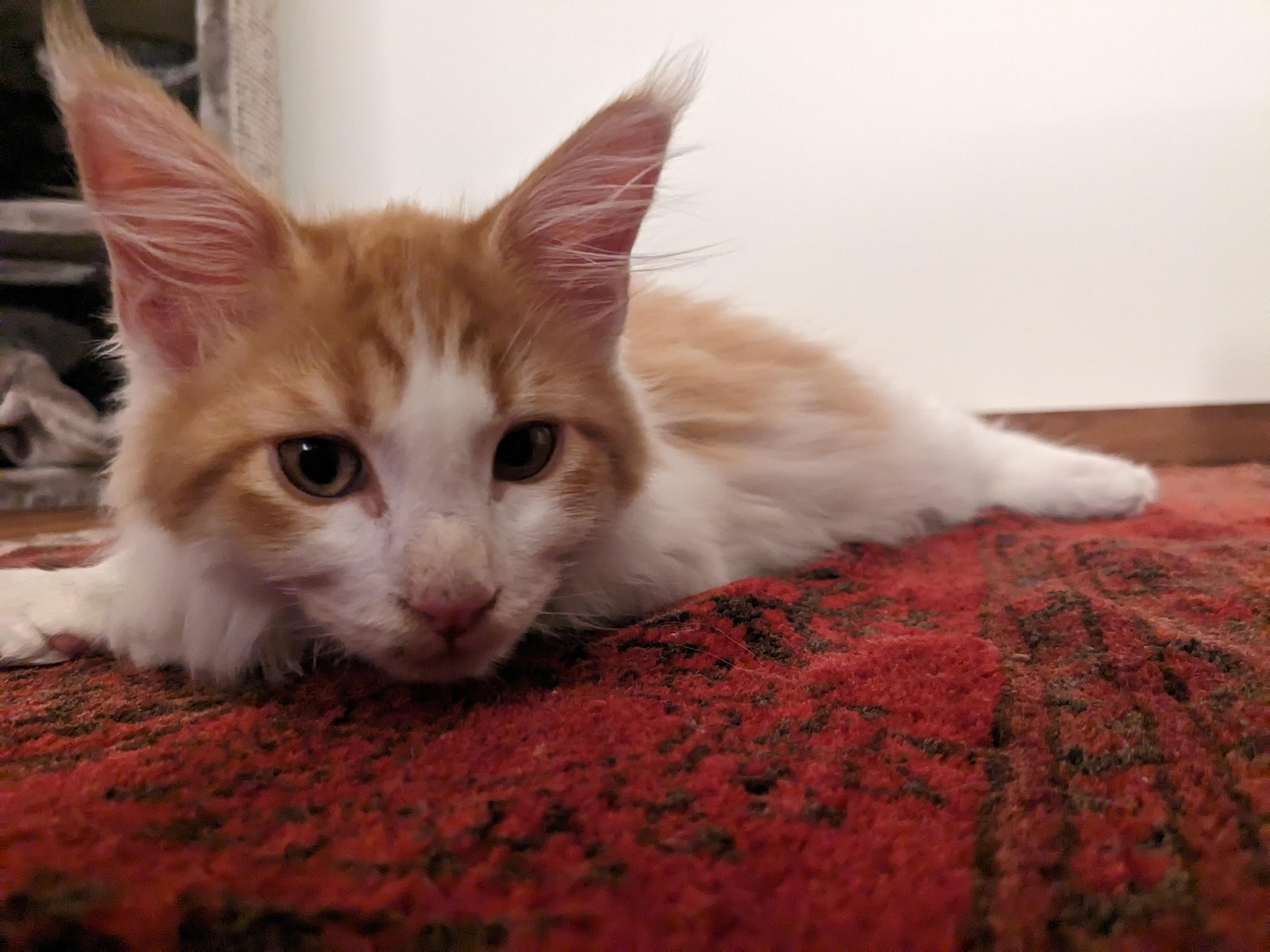 Meet Leo and Timmy | Scrolller