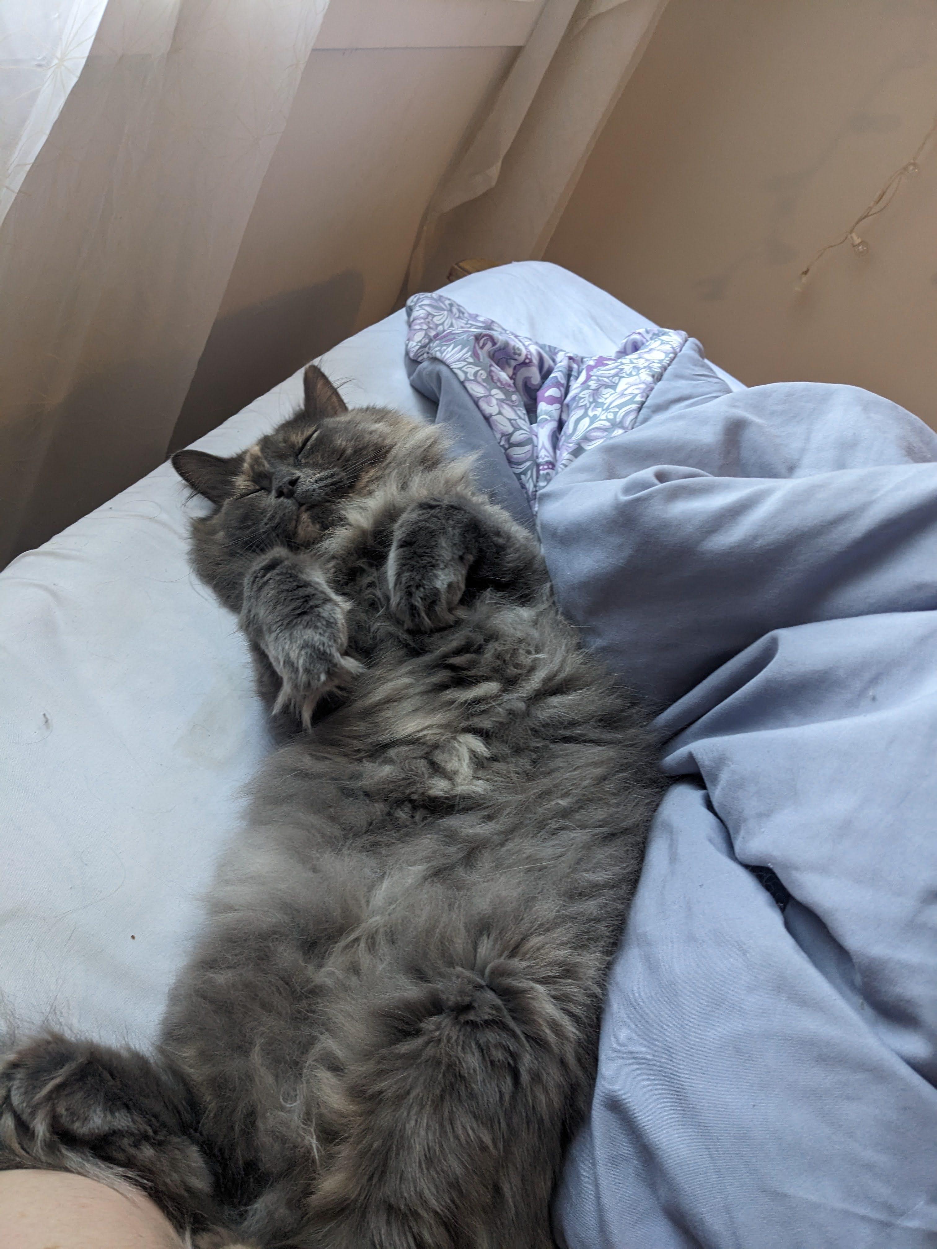 Discover more like Floof: Sir, there's a cat in my floof and Related Content | Scrolller