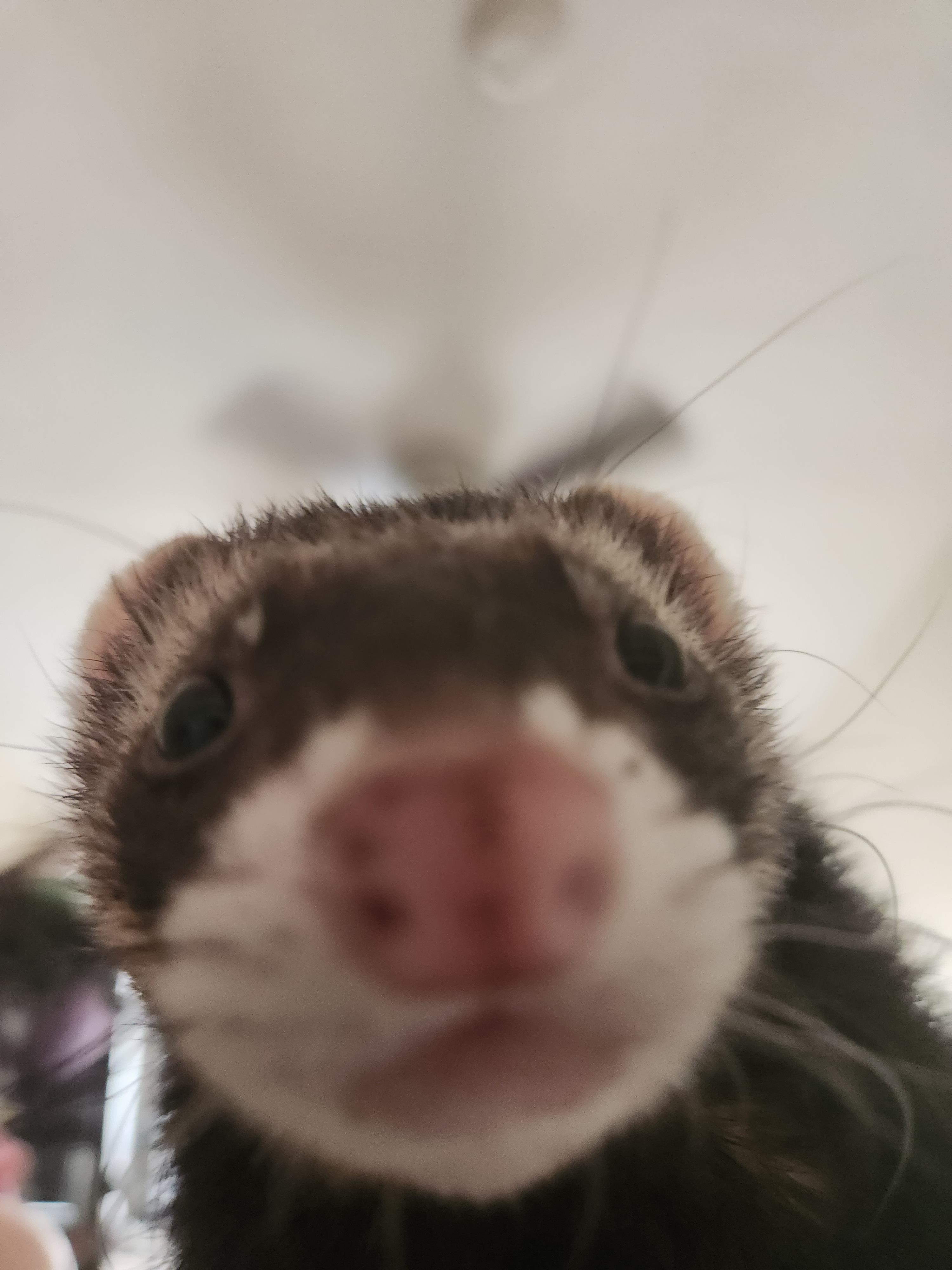 Discover more like Ferrets: Dobby wants everyone to know that he is now ...