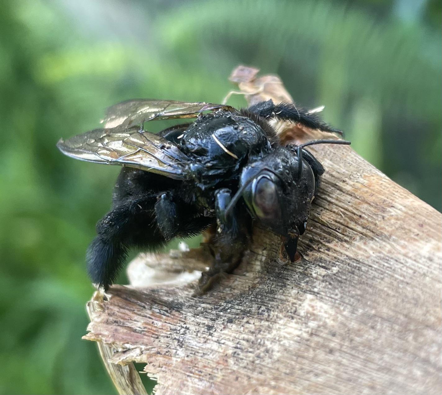 Whats this insect and why do my chickens refuse to eat it? | Scrolller