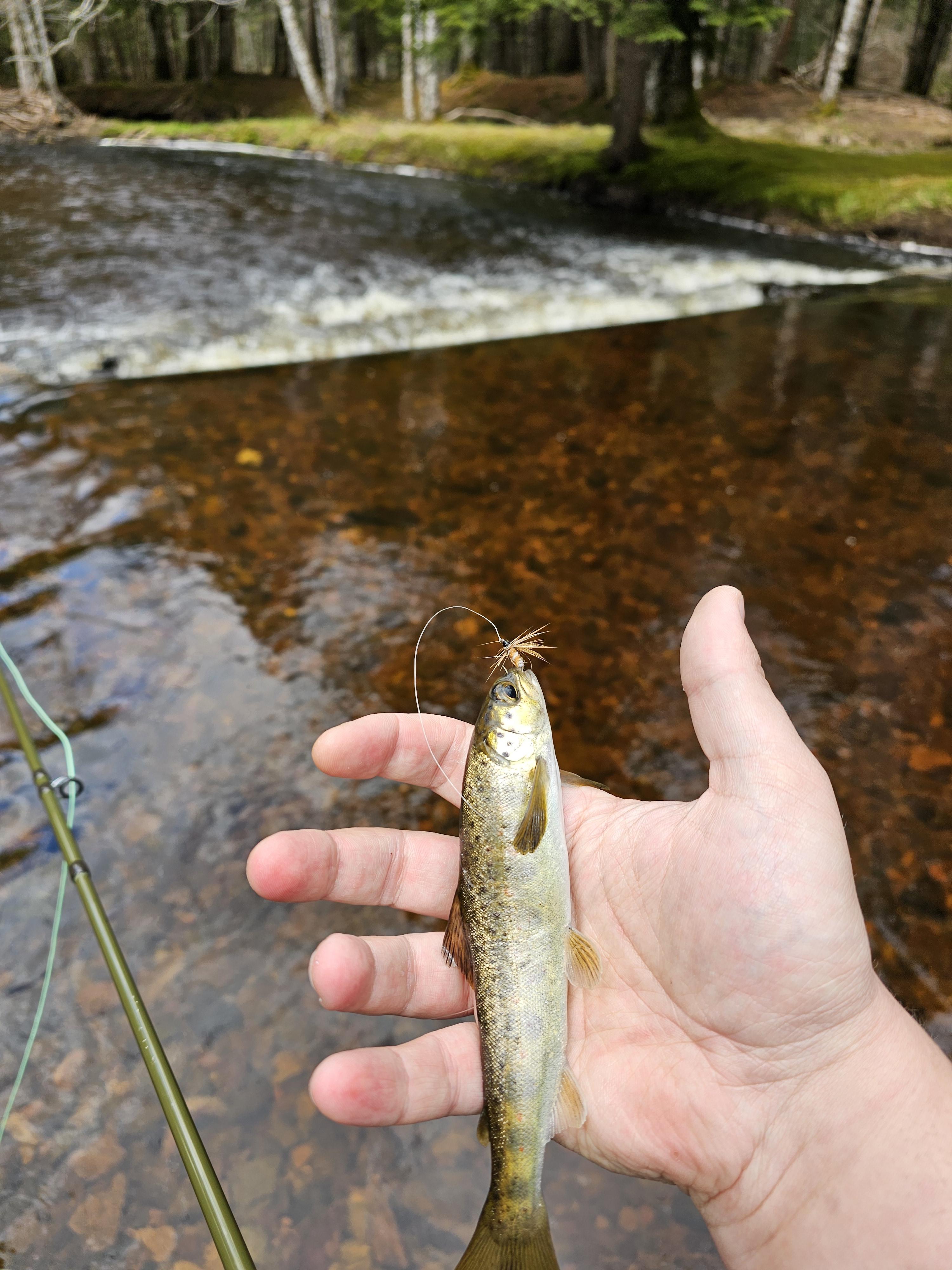 Need help identifying a fish | Scrolller