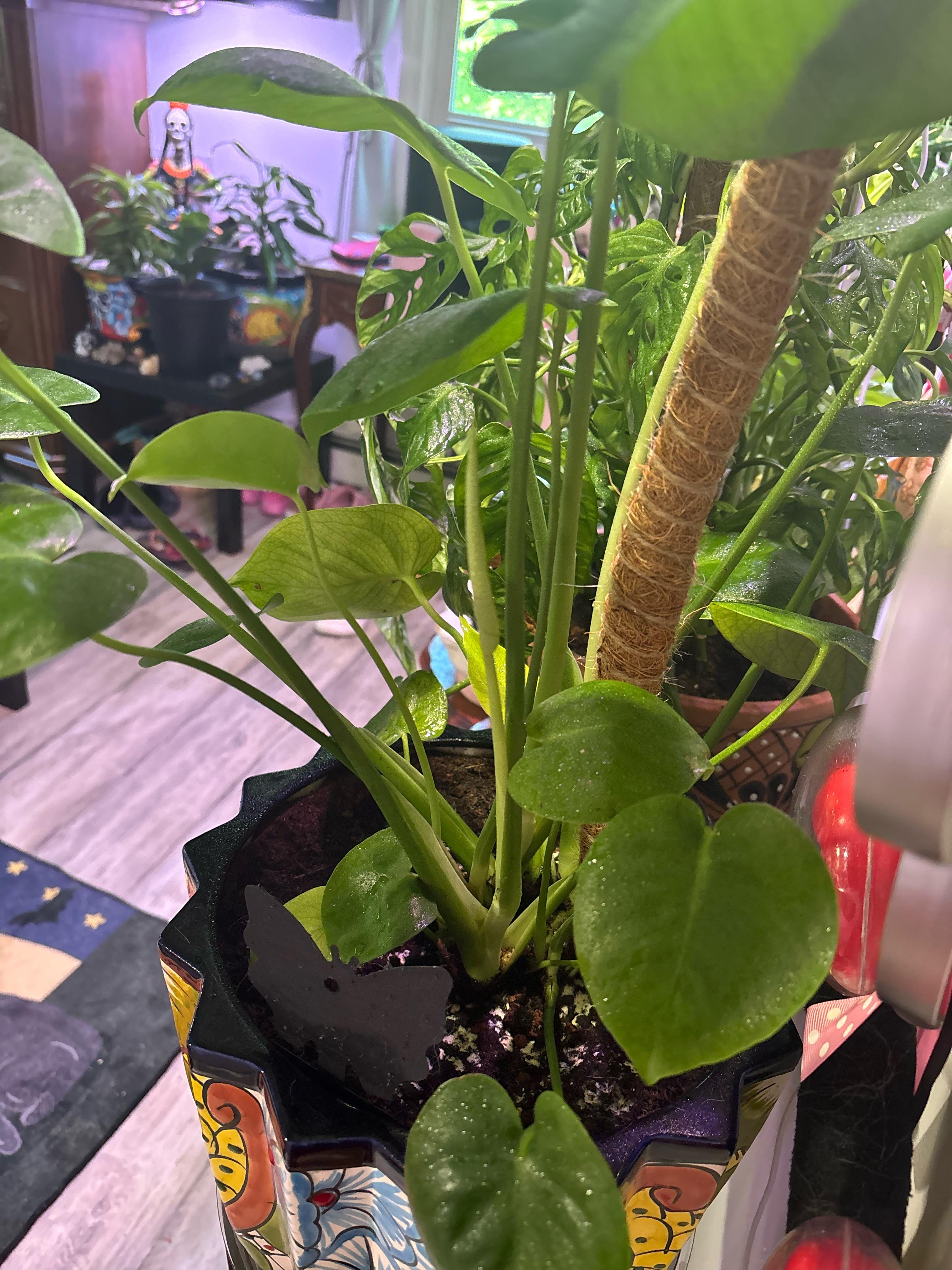 New Leaves! | Scrolller