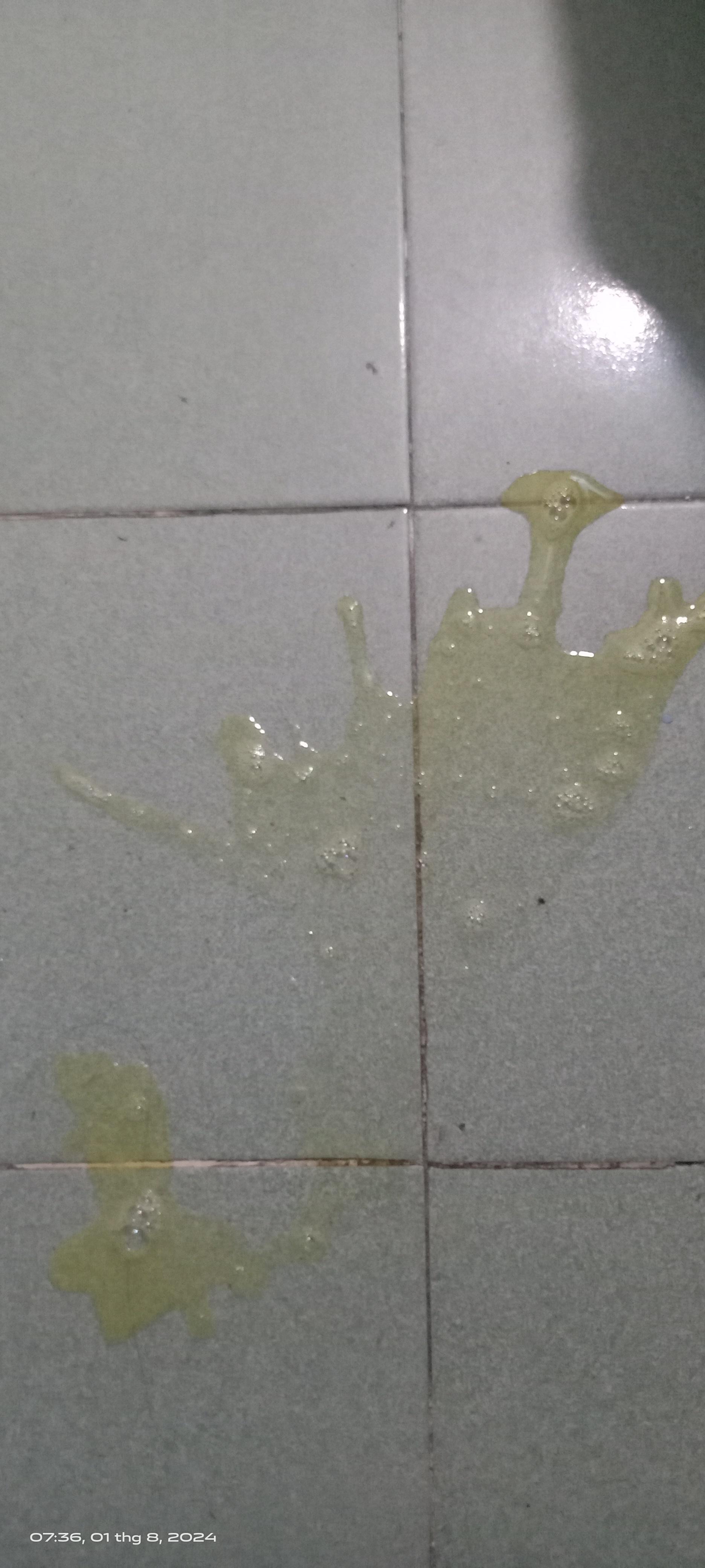 My cat vomit green | Scrolller