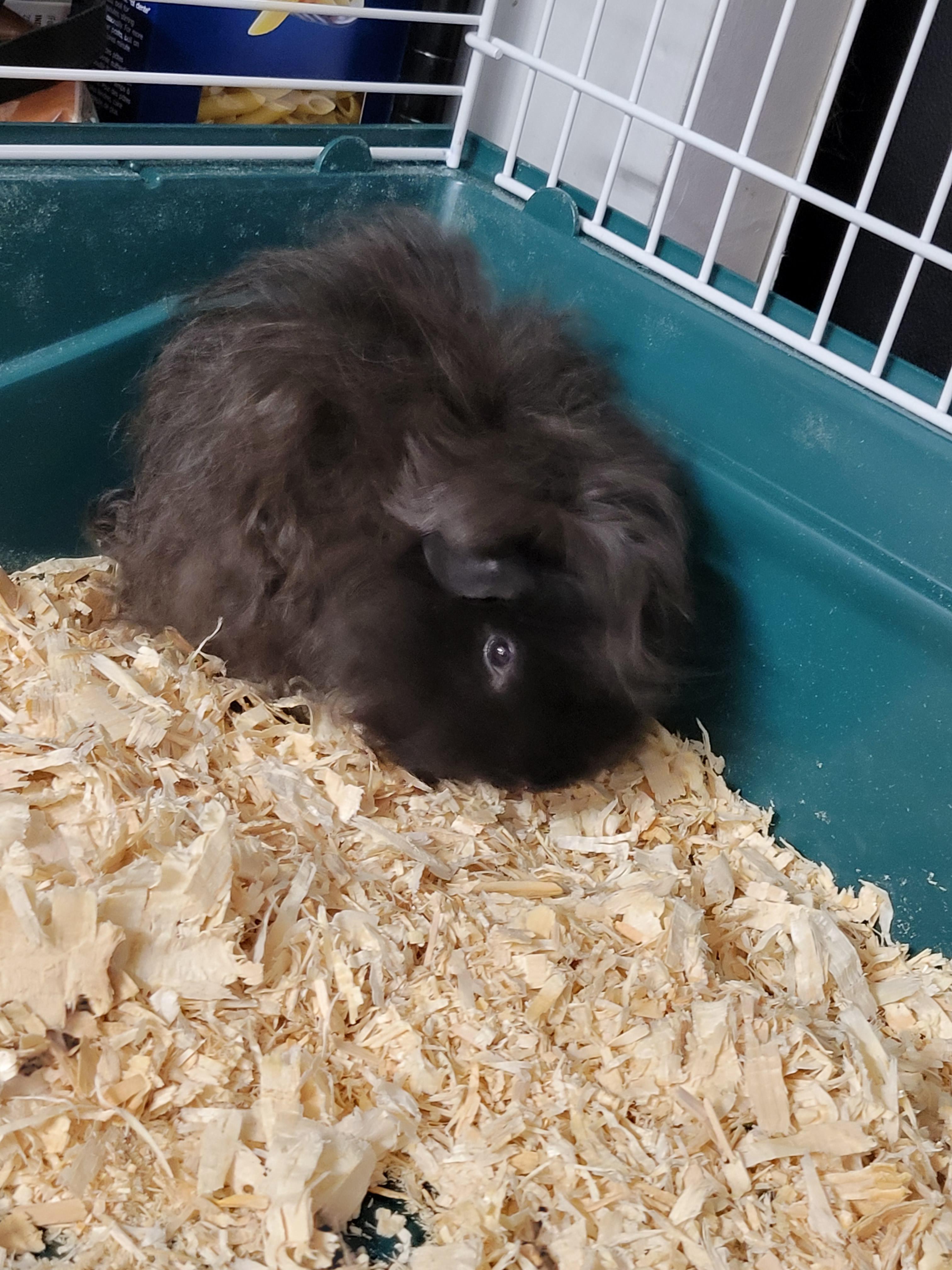 Americans, an Abyssinian and a Texel Pig | Scrolller