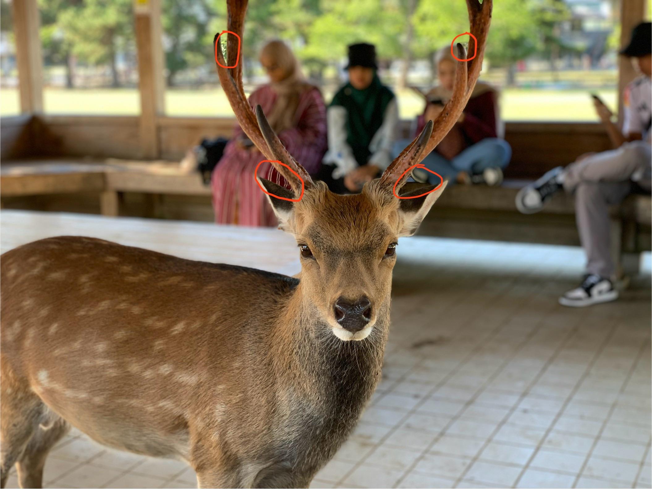 Help with blurring background | Scrolller