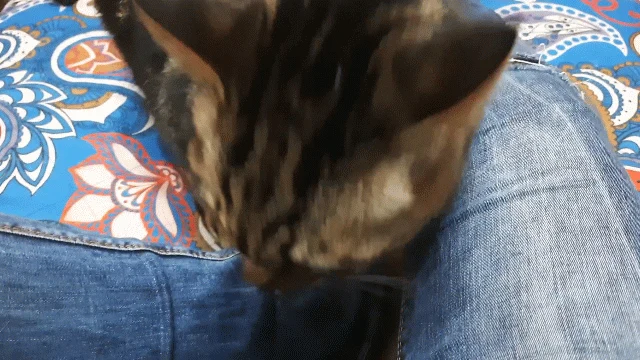 Ziggy wants to cuddle and he's very subtle about it | Scrolller