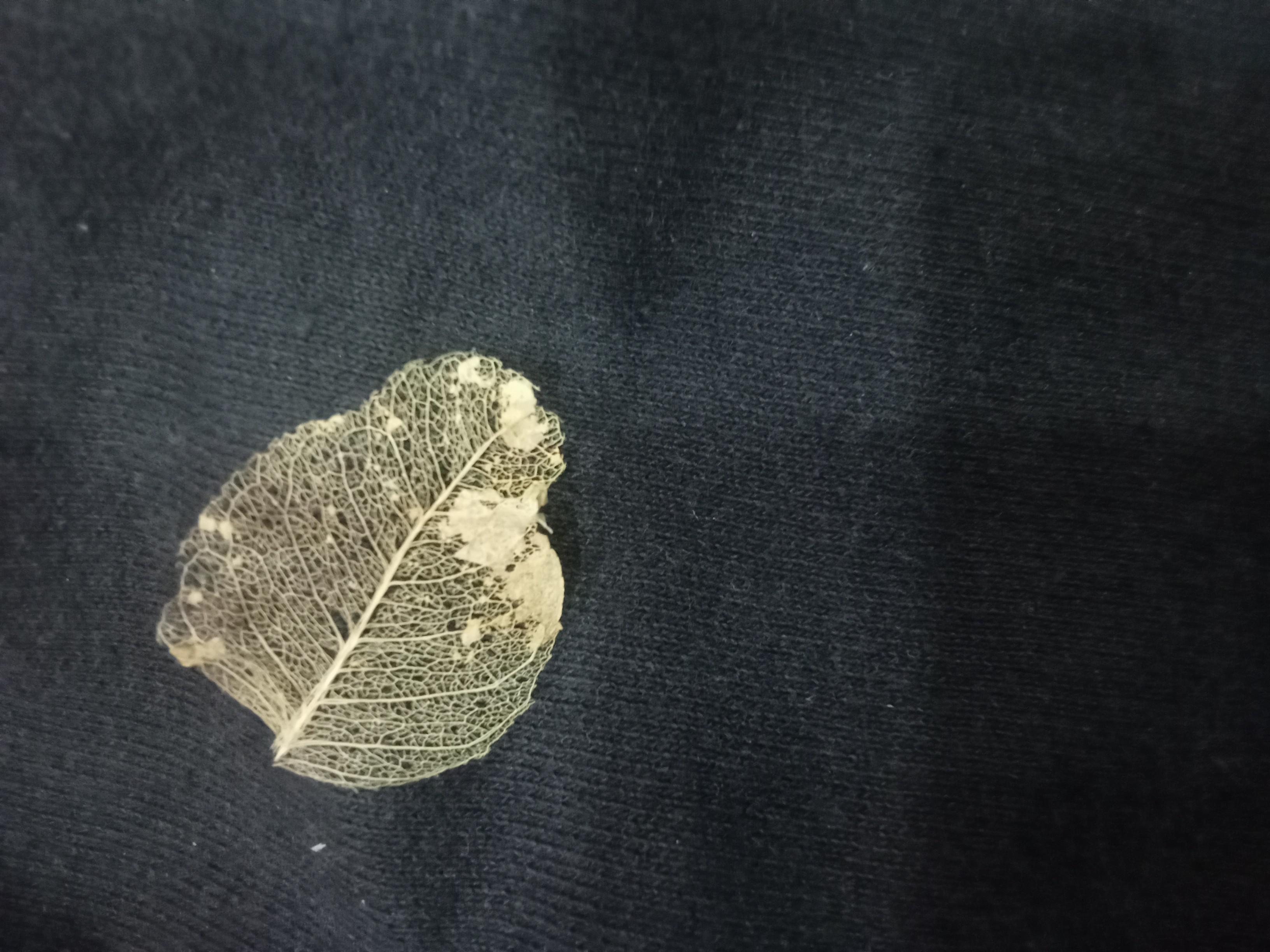 A dried leaf | Scrolller