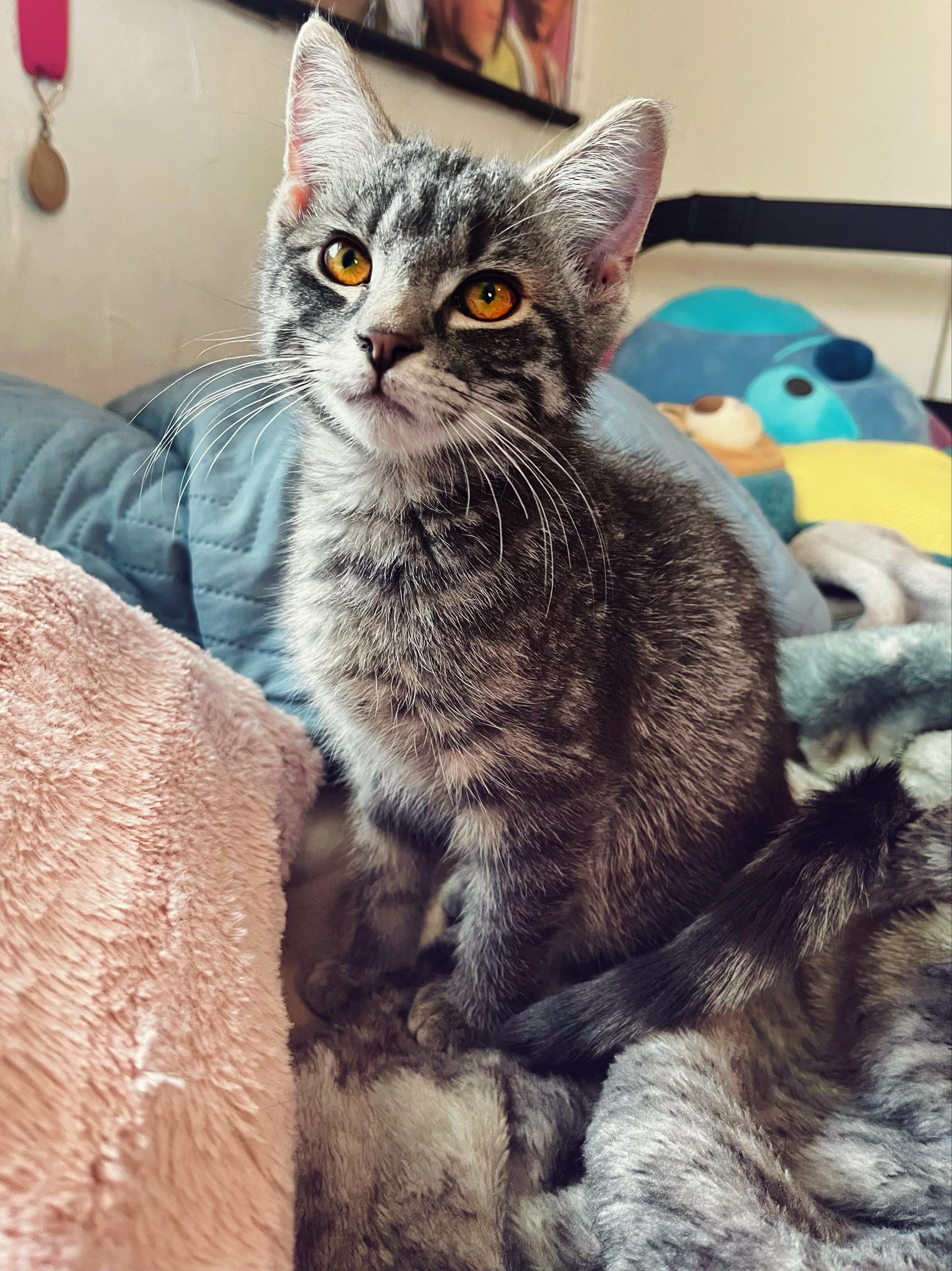 This is my rescue cat Lady Sansa [OC] | Scrolller