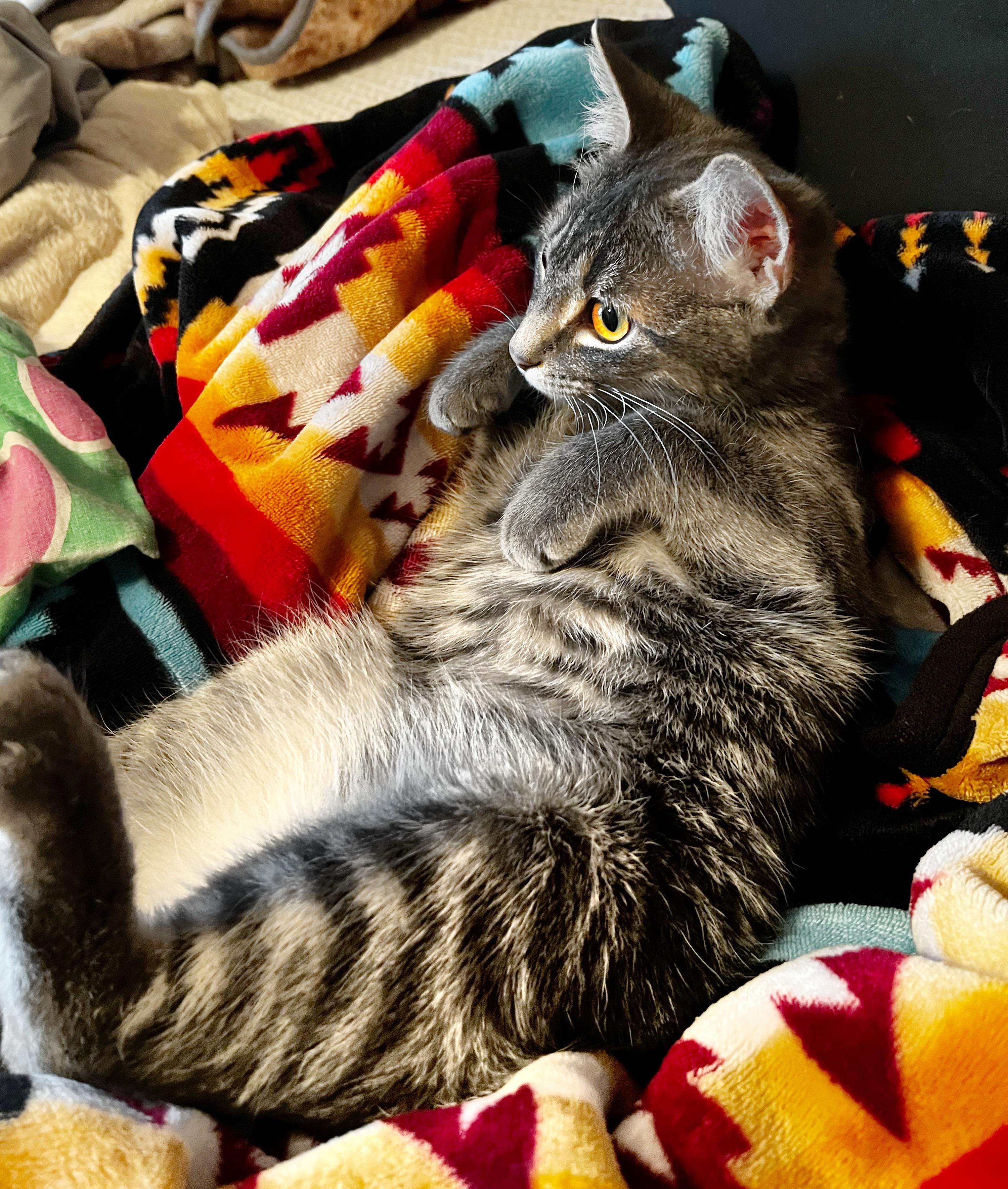 This is my rescue cat Lady Sansa [OC] | Scrolller