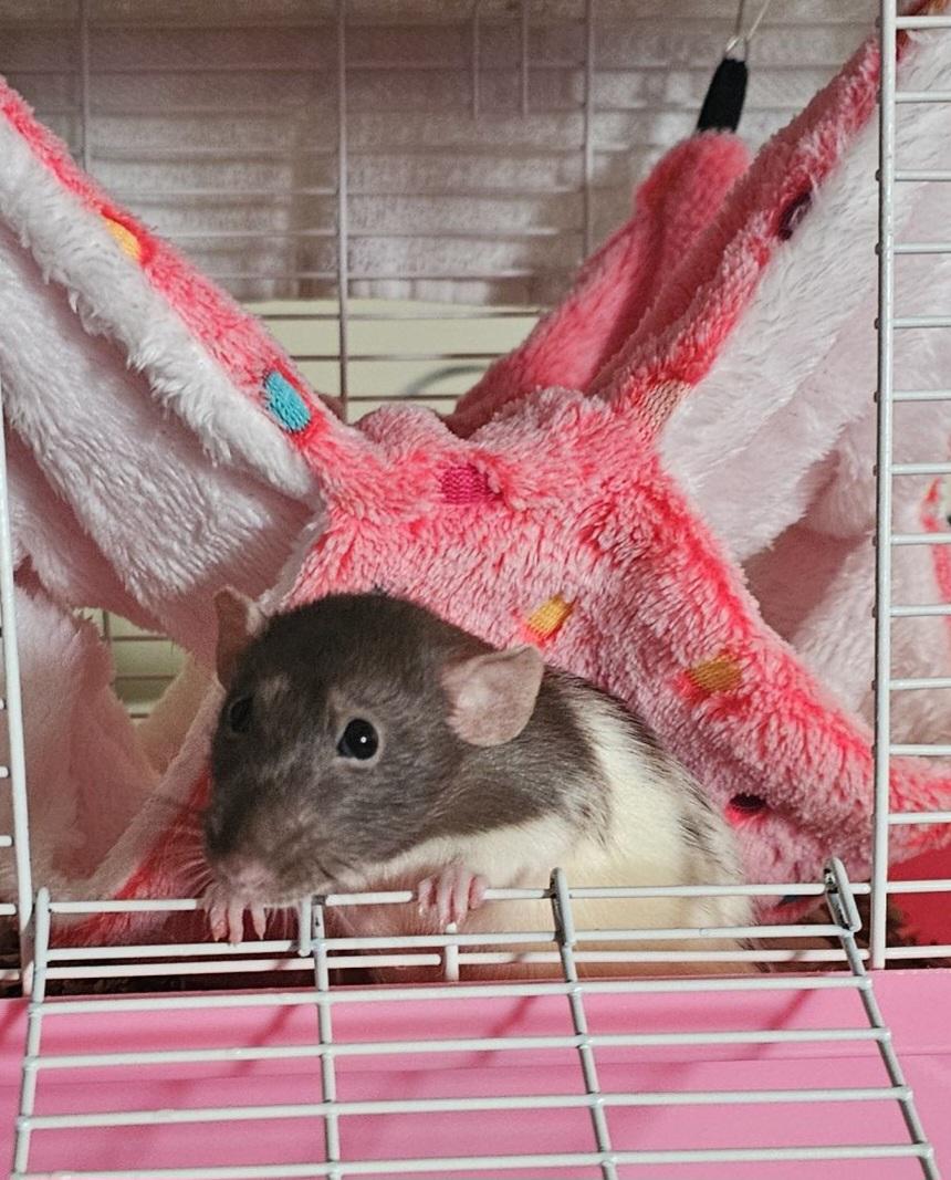 Rayme Appreciation Post | Scrolller