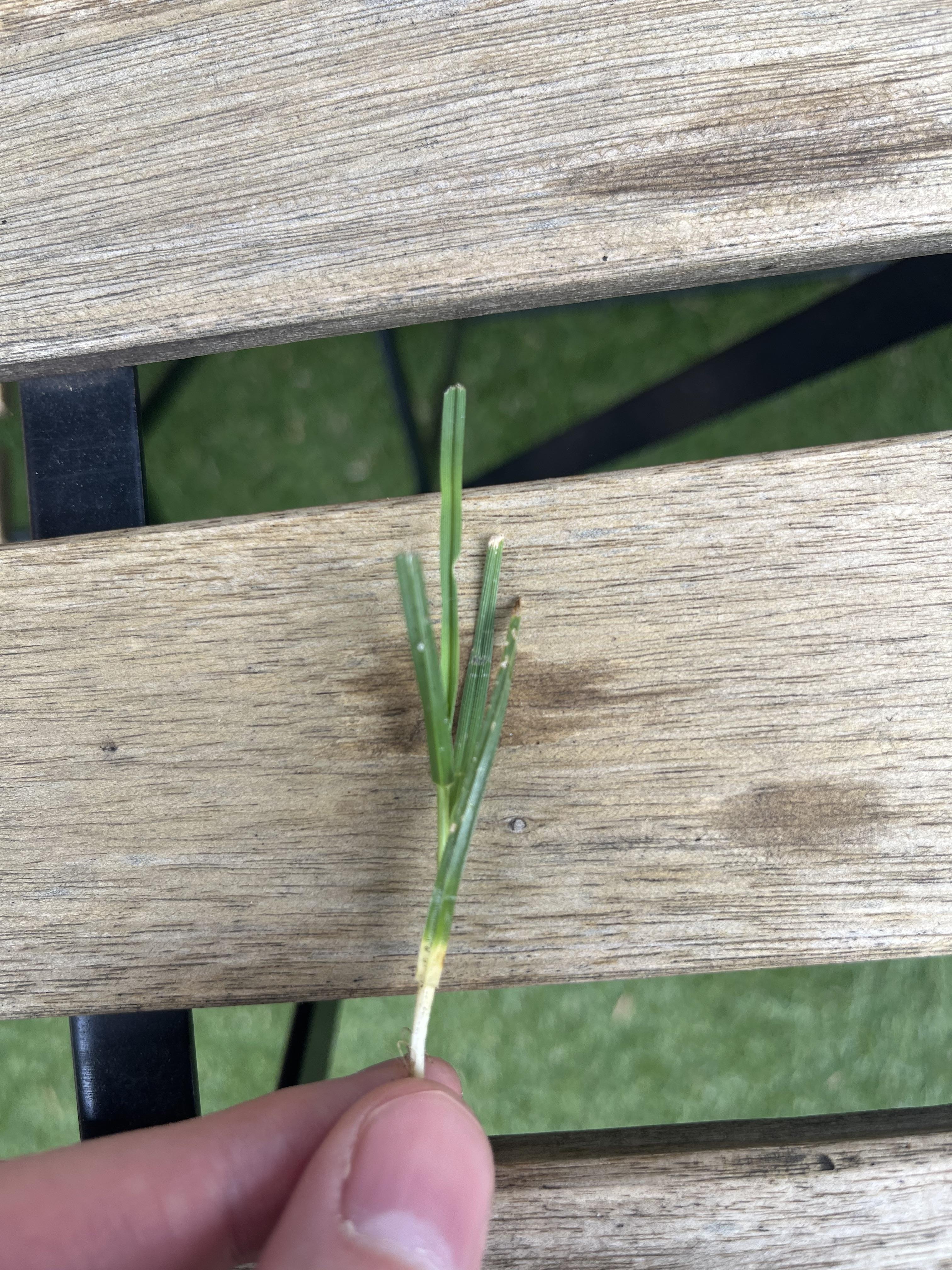 Identification / Help | Scrolller