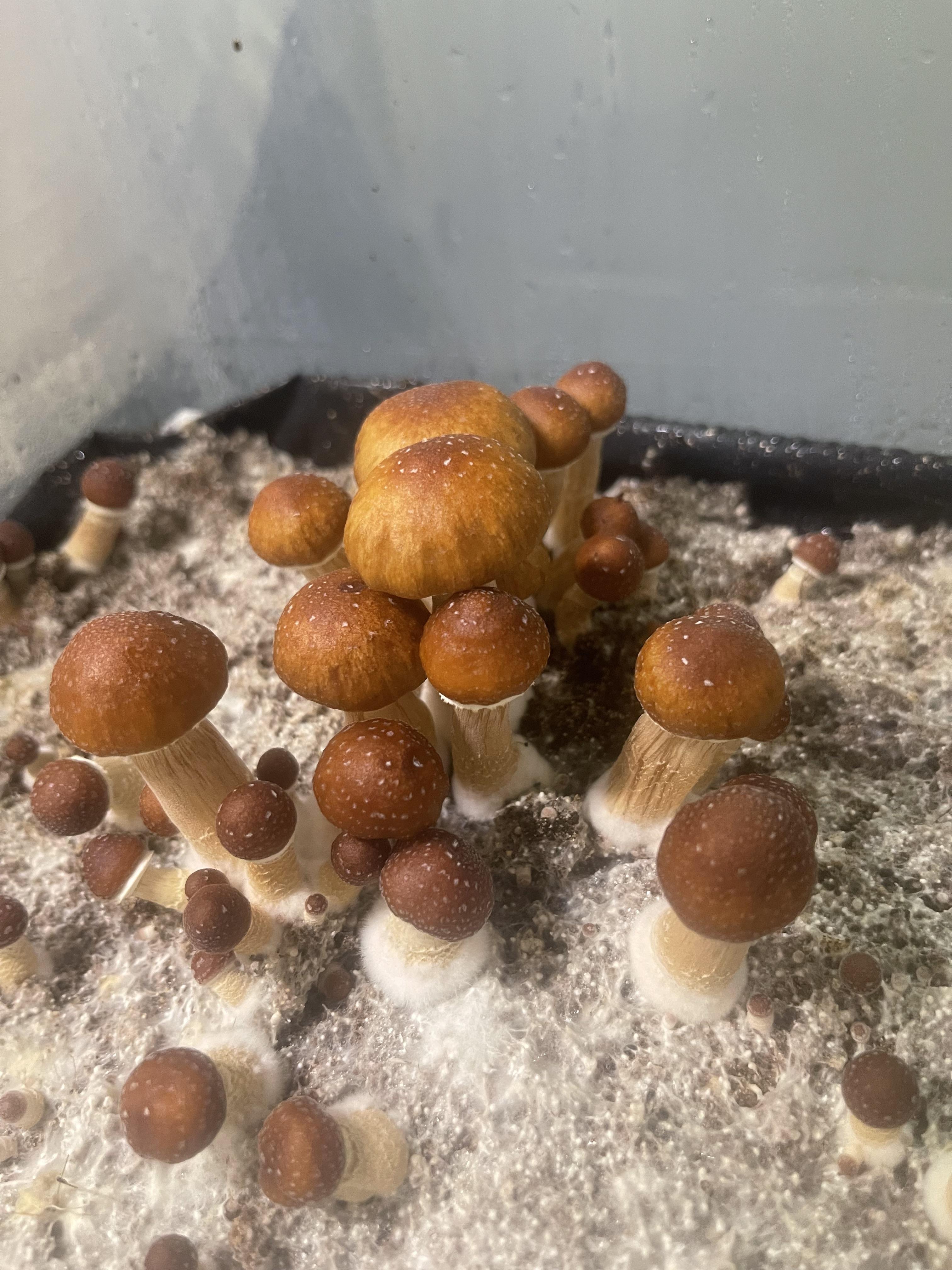 Fuzzy Feet-1st Attempt | Scrolller