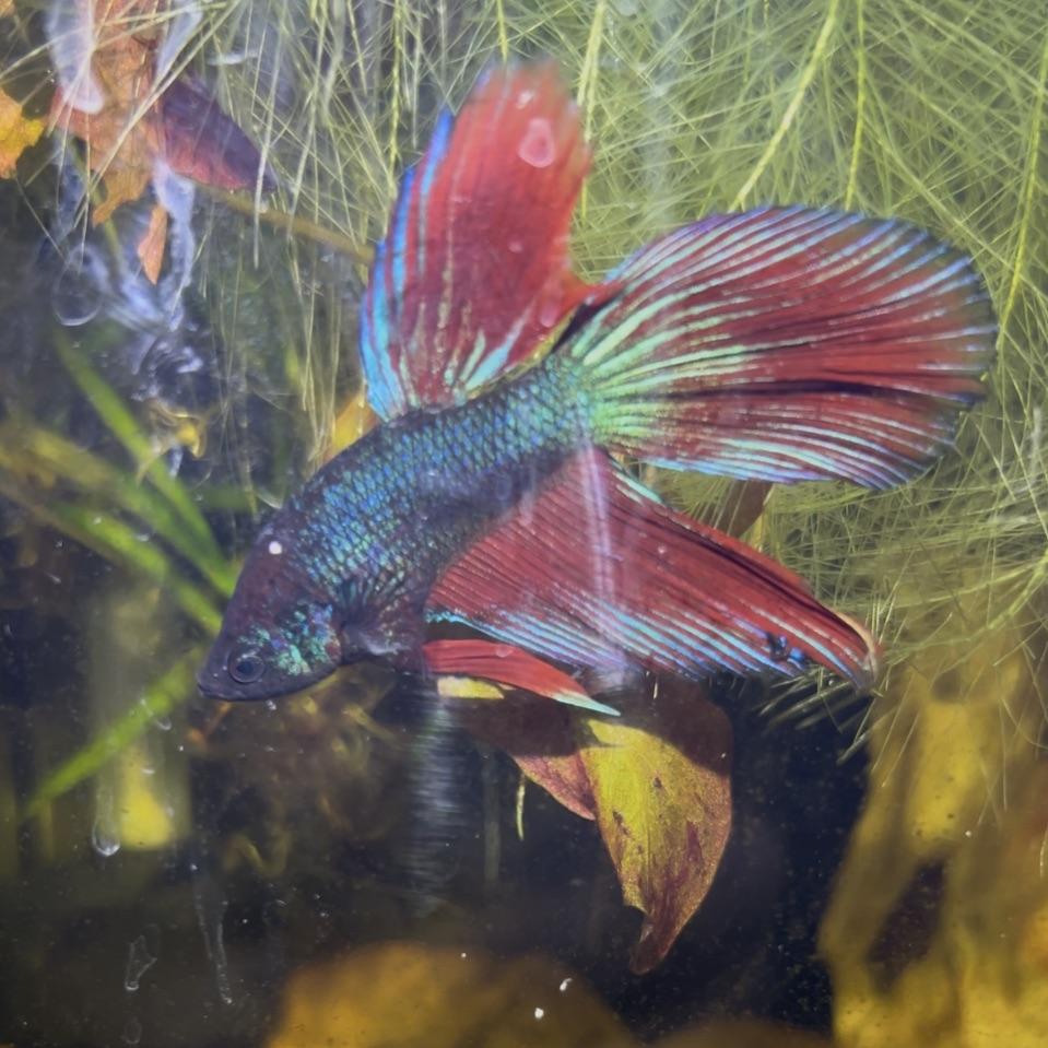 Identify Male Betta? | Scrolller